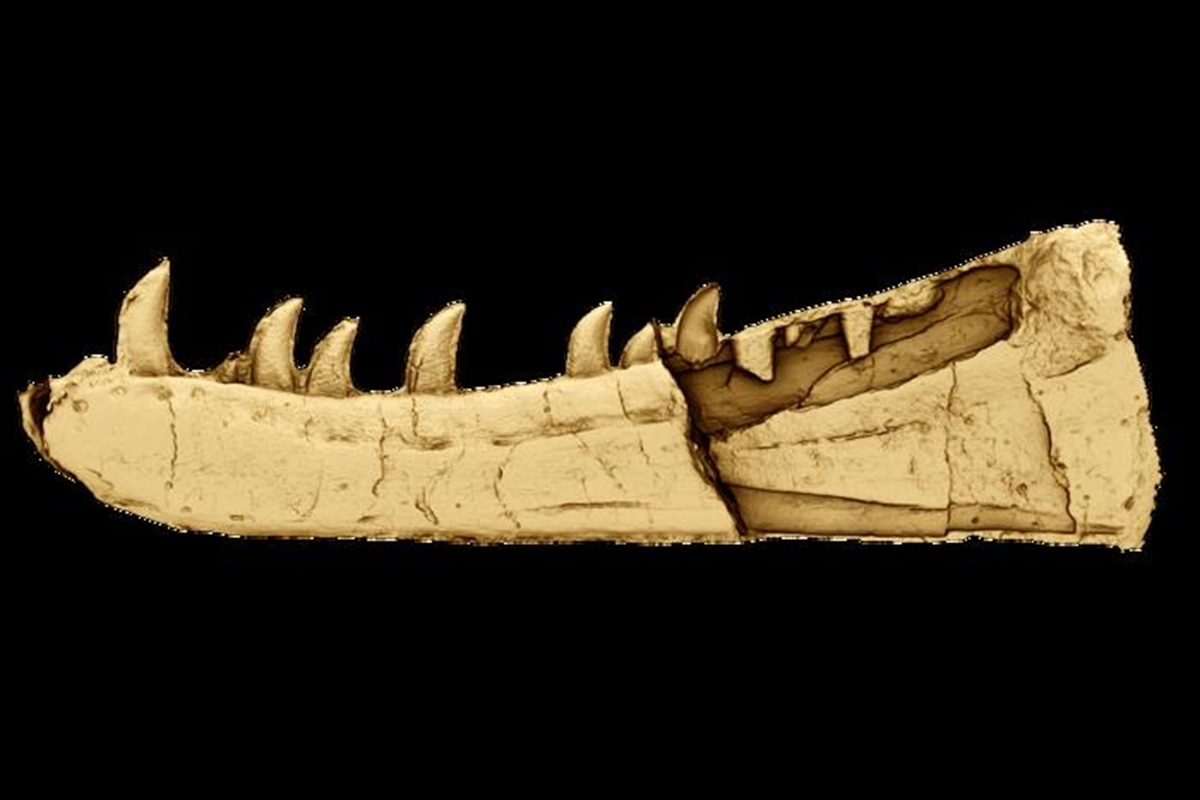 Eindelijk correct geïdentificeerd: Voorheen onbekende dinosaurussoort ...