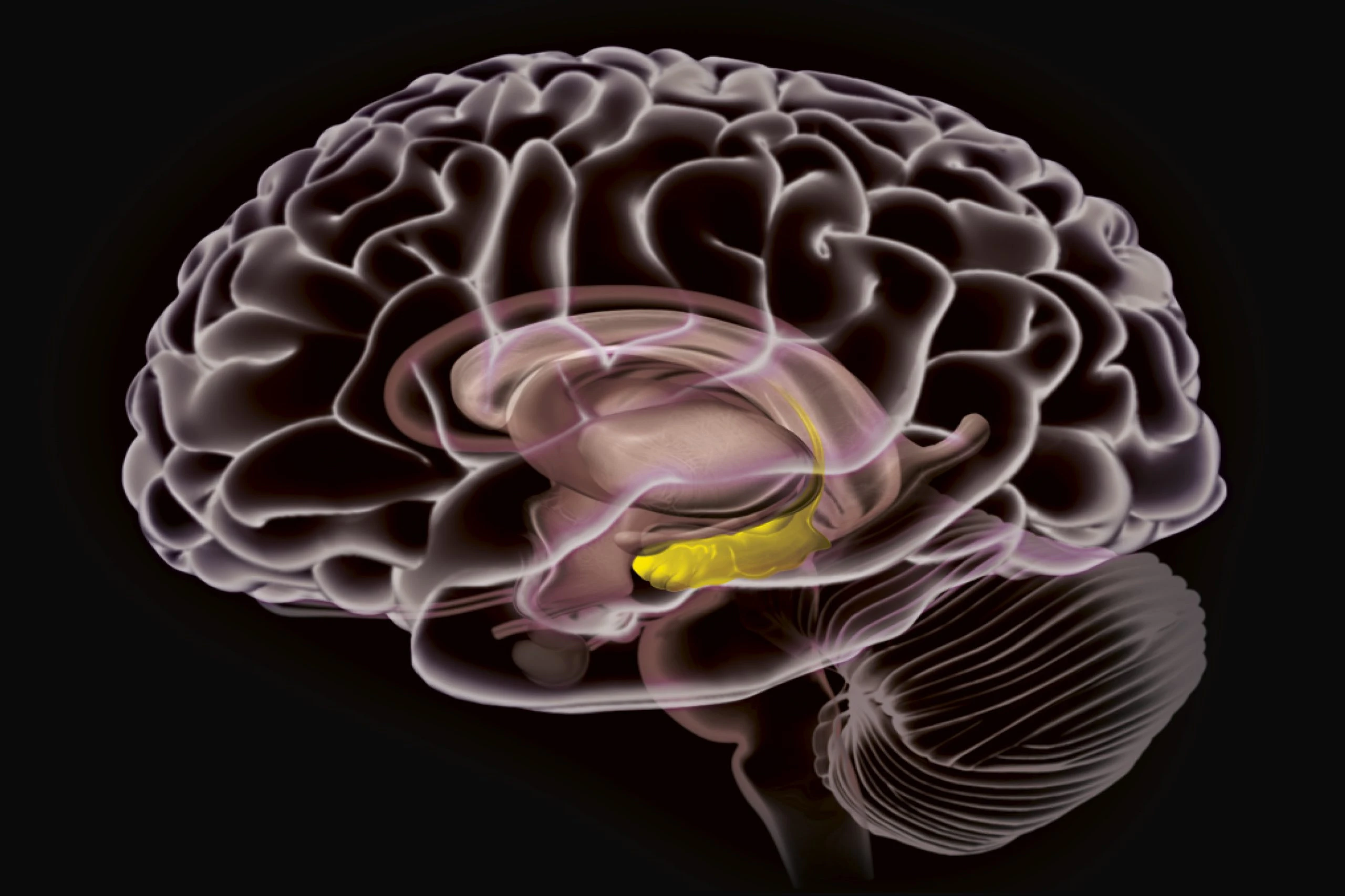 New study: an early warning of Alzheimer’s might be keeping a ...