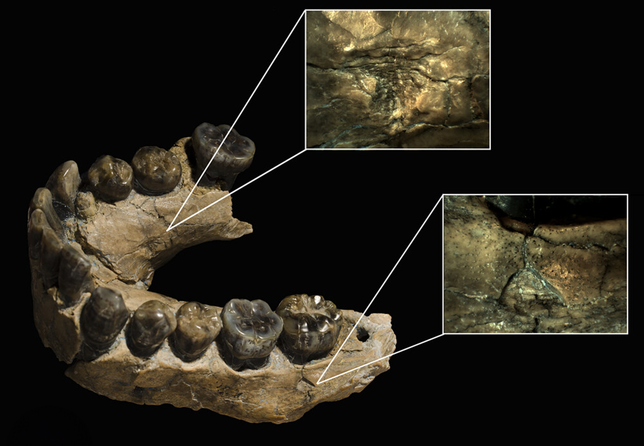 Humans | scienceillustrated.com