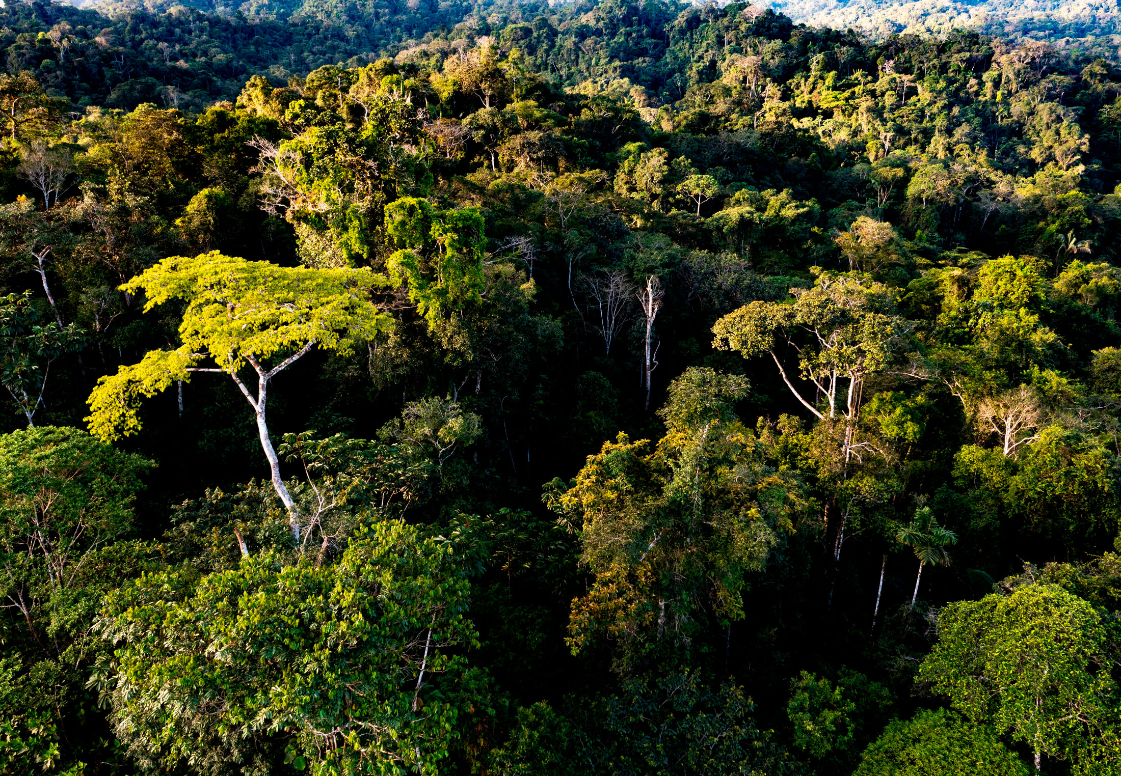 Forskere ledte efter et egern, men opdagede et væsen, de aldrig ...