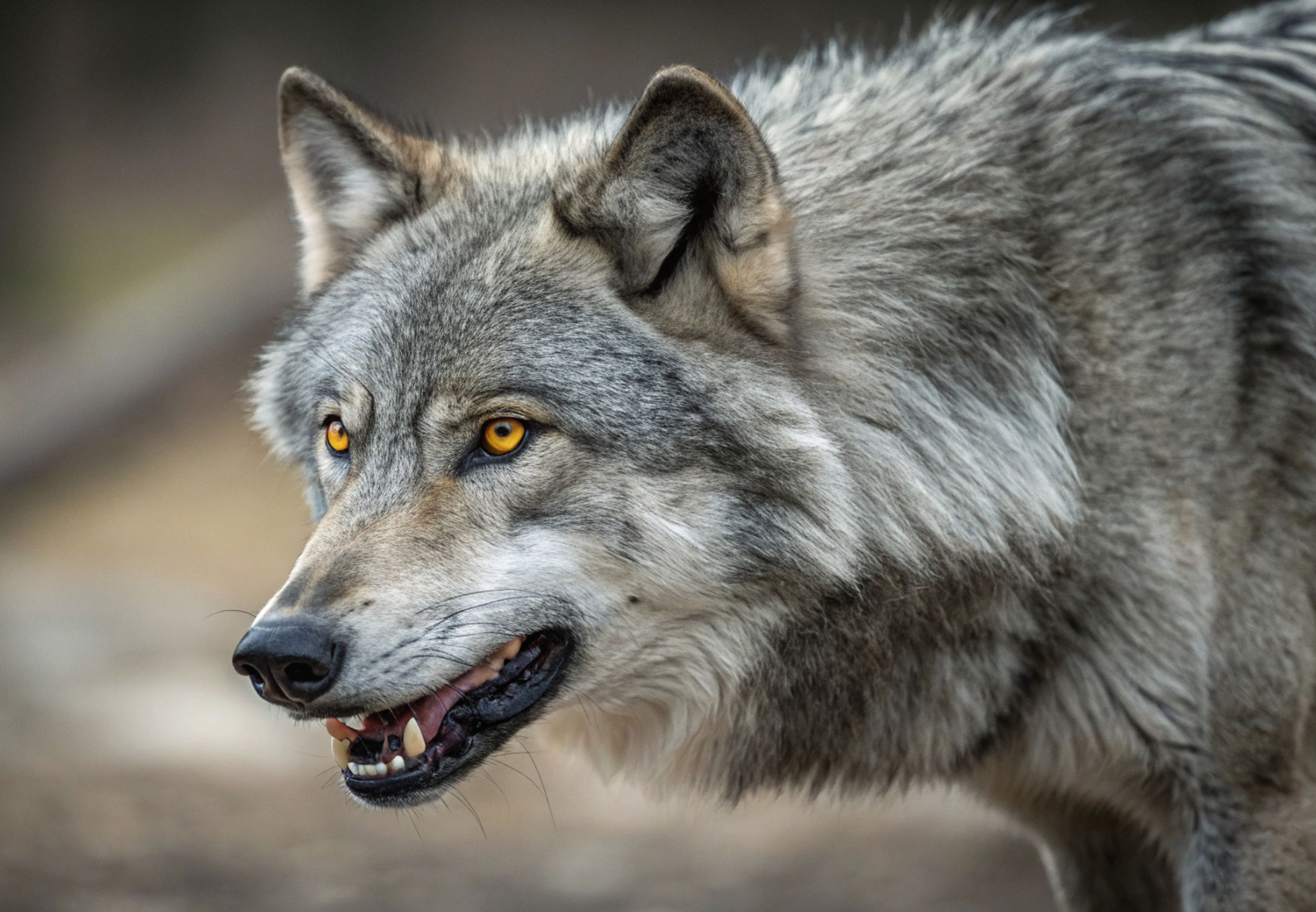 Experimenten met wolven ontkrachten hardnekkige mythe | wibnet.nl