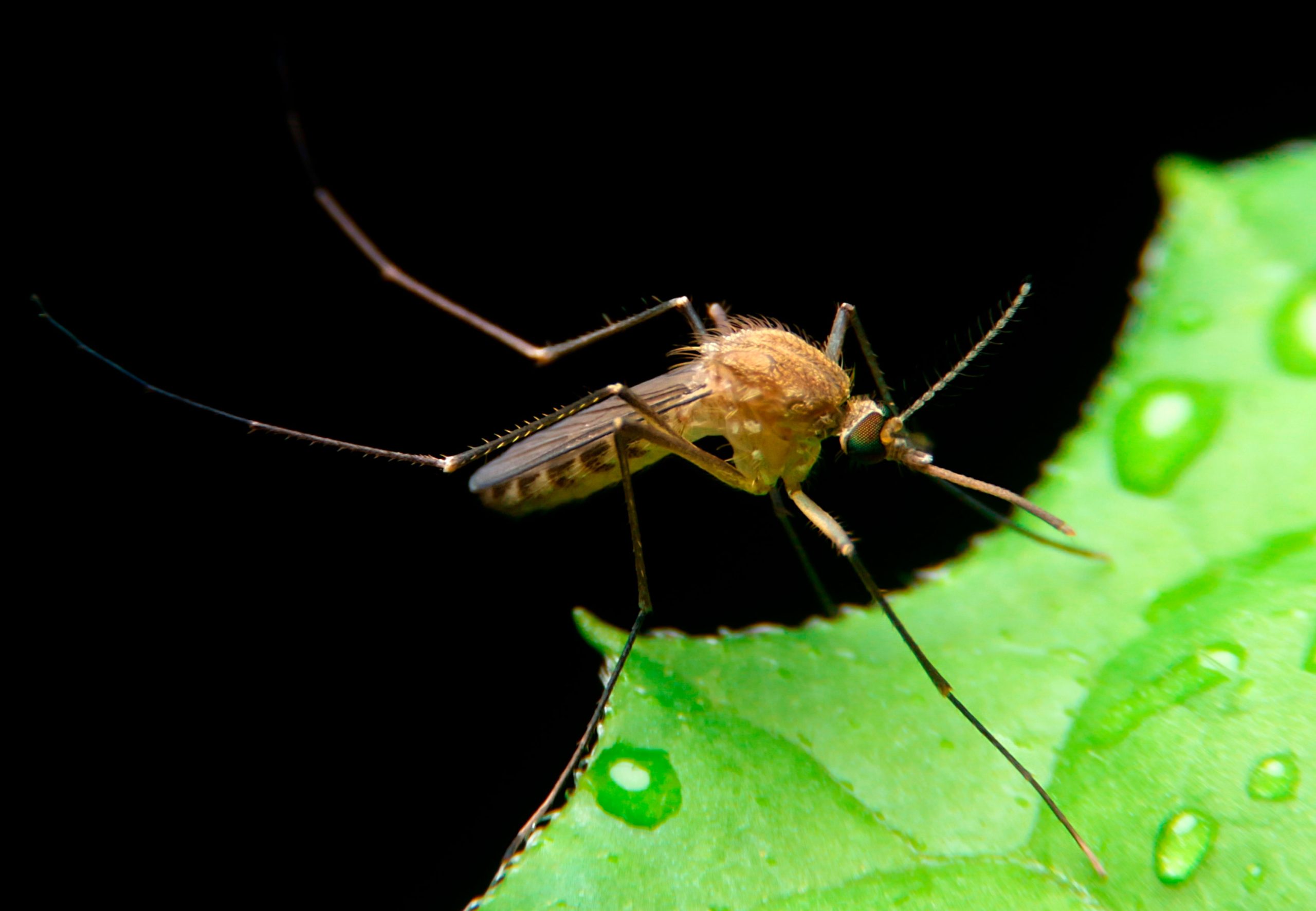 Häpnadsväckande fynd: Myggor har hittats på en av de få platser på ...