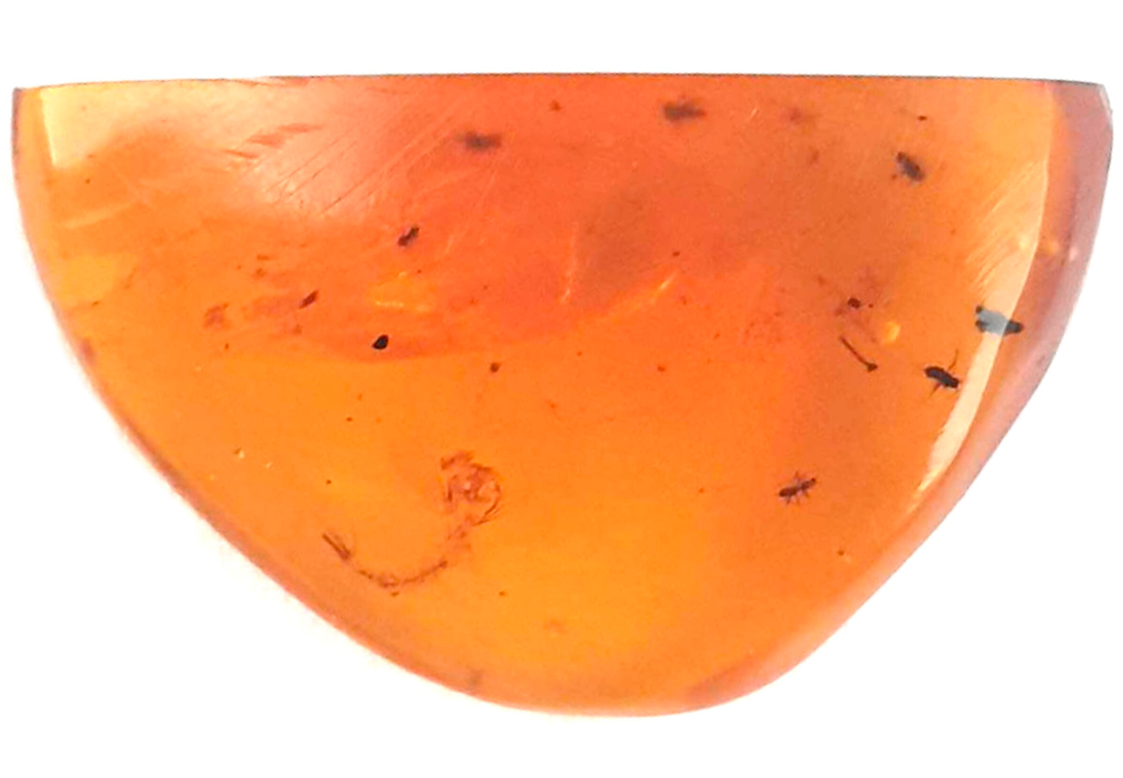 A rare stroke of luck: unusual discovery in 99-million-year-old amber ...
