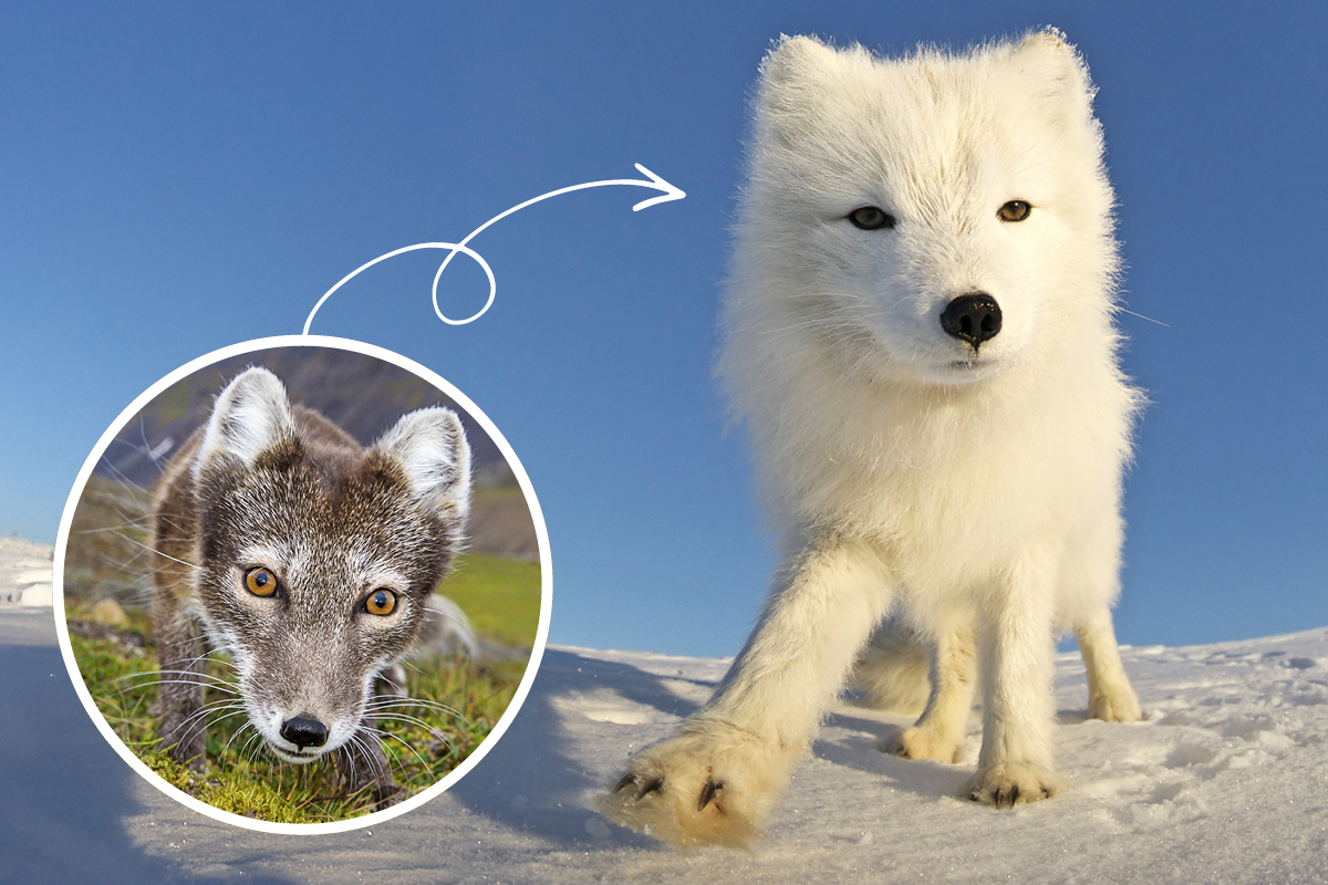 How they survive: animals brave frost, snow, and extreme food shortage ...