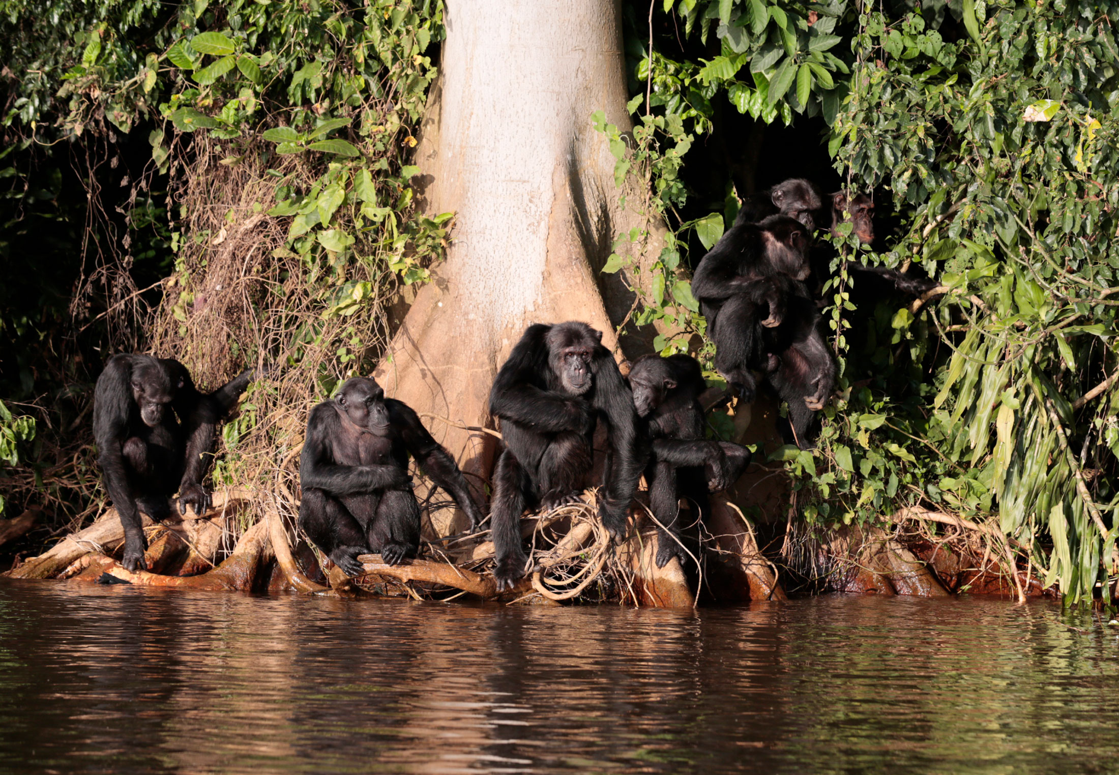 Forskare studerade en grupp schimpanser på en ensligt belägen ö – då ...