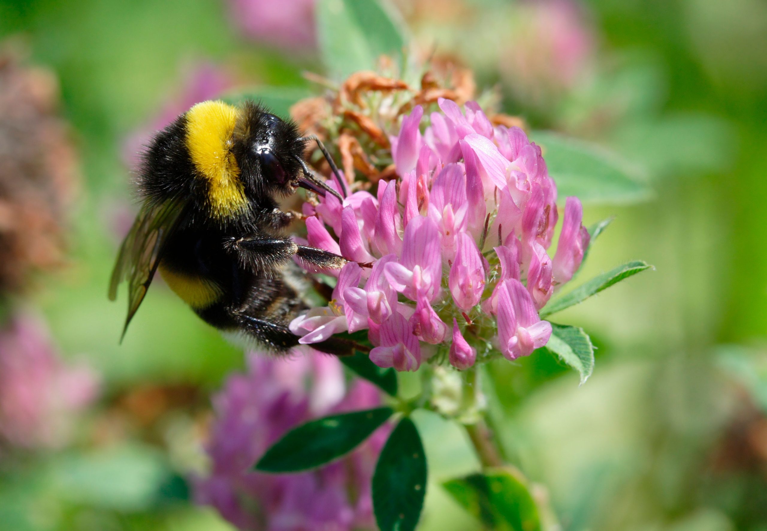 Forskare skickade in 41 humlor i en labyrint – då gjorde insekterna ...