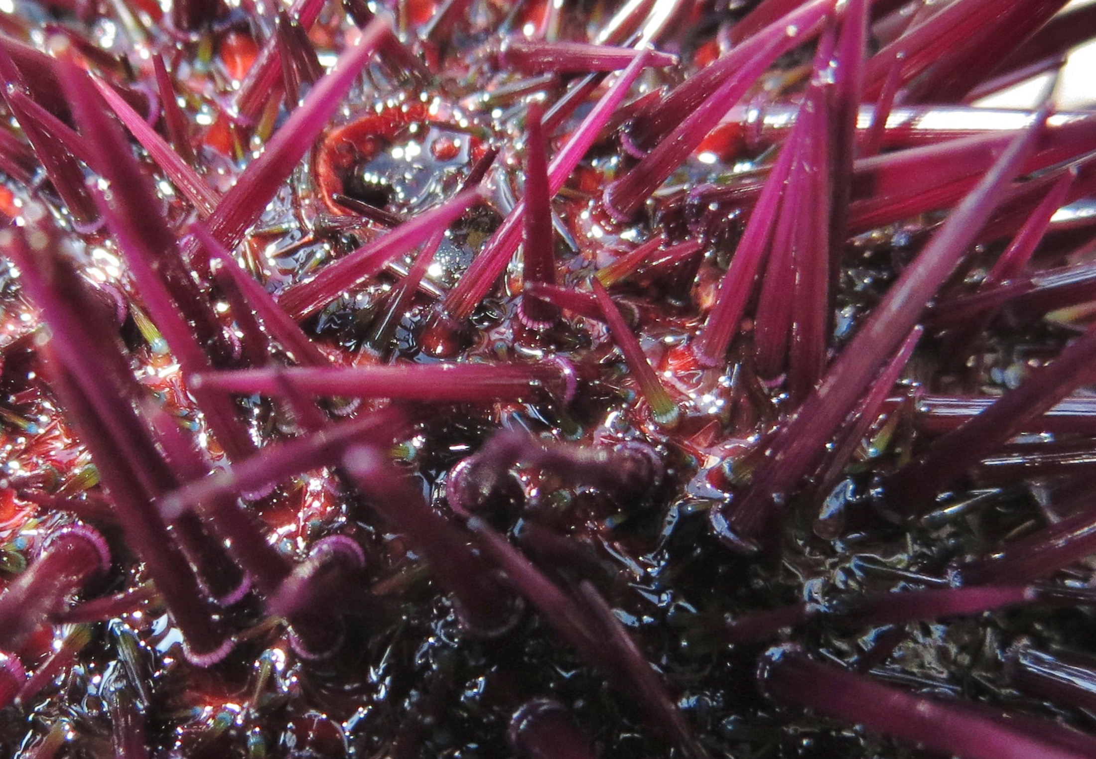 Nature | scienceillustrated.com