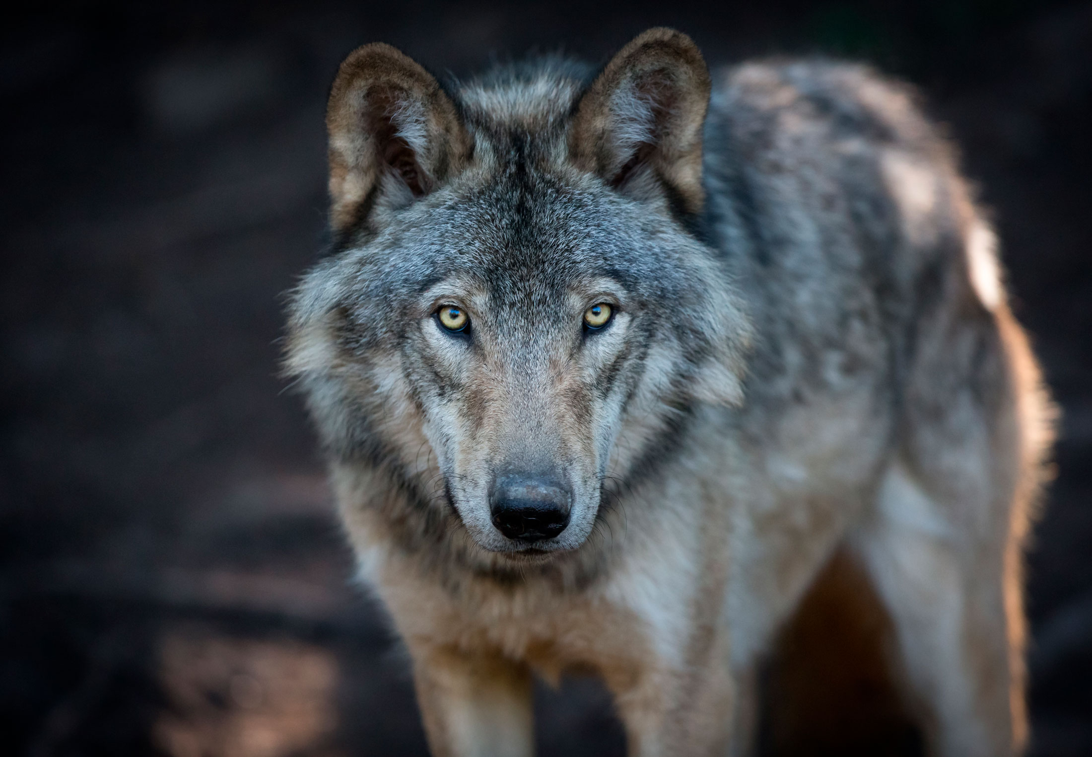 Video is mogelijk het eerste bewijs dat wolven in het wild gereedschap ...