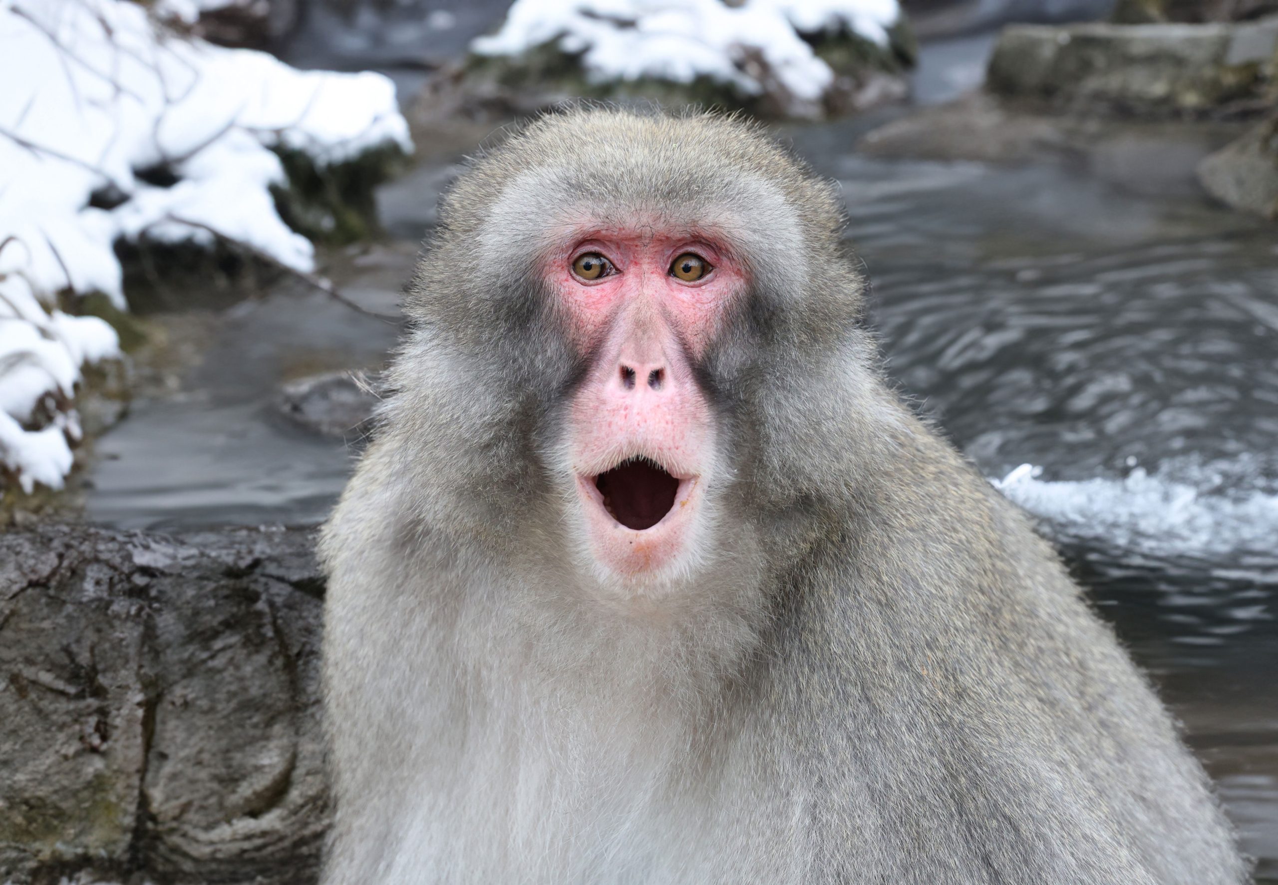 Researchers placed a small group of monkeys in a lab and played them ...