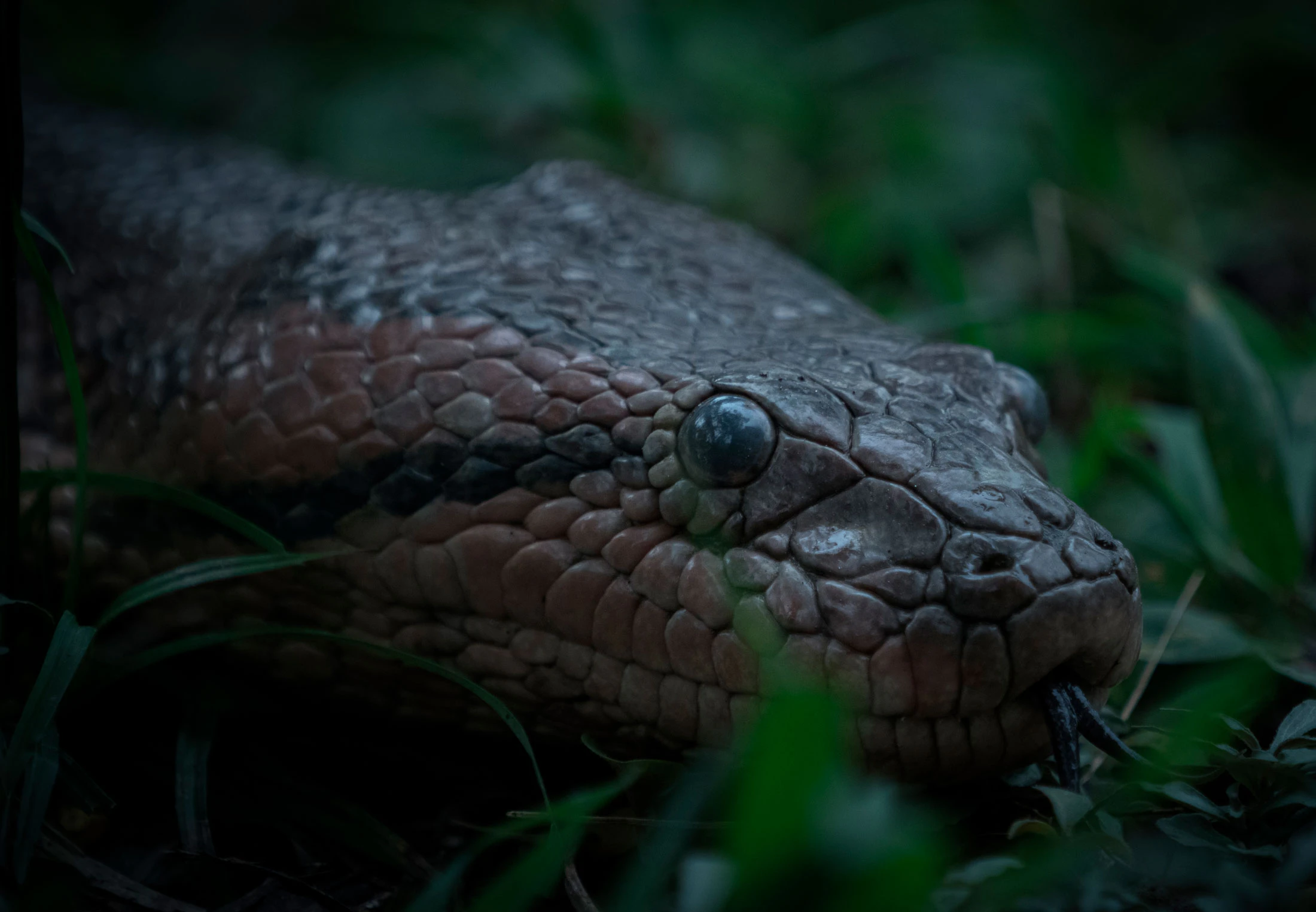 Huge 12-million-year-old fossil reveals surprising anaconda past ...