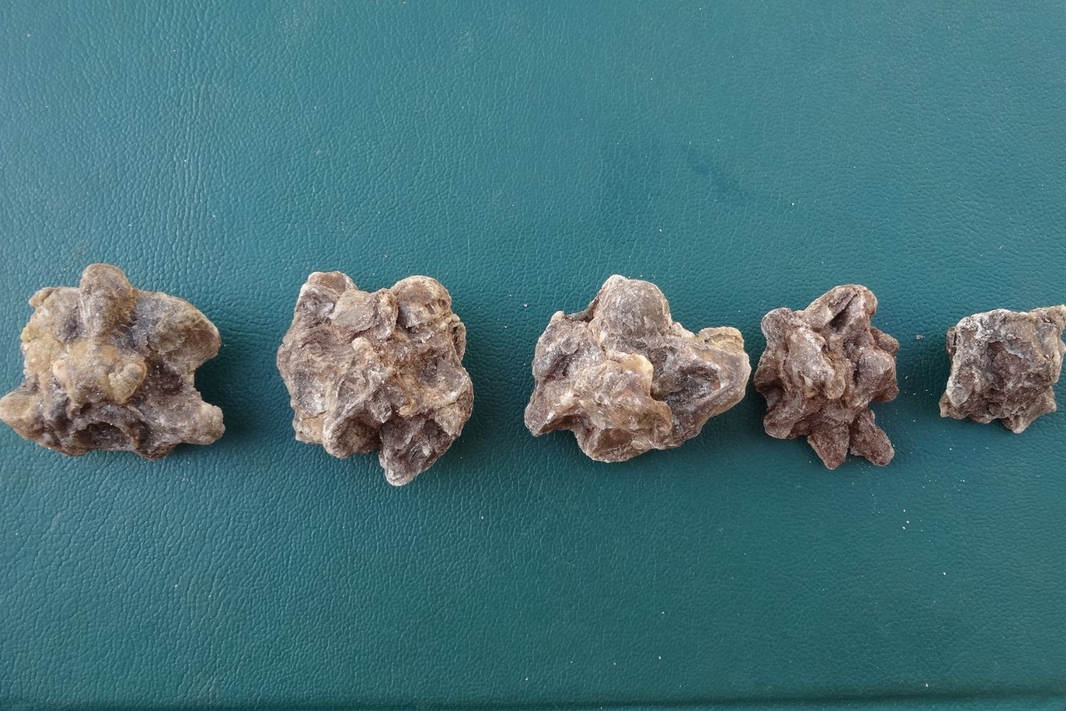 Tolv miljoner år gamla fossil avslöjar anakondans överraskande historia ...