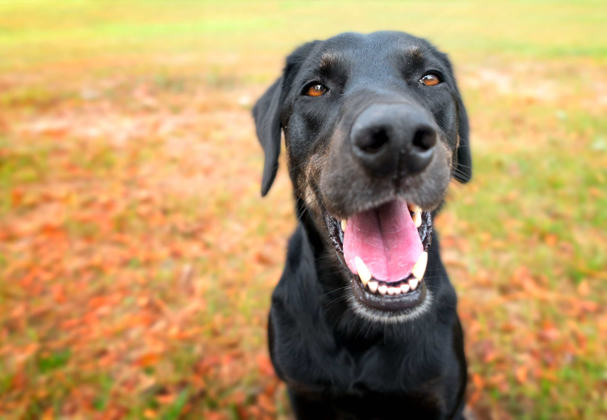 Ny undersøgelse: Vi forstår overhovedet ikke vores hunde. Og vi kigger ...
