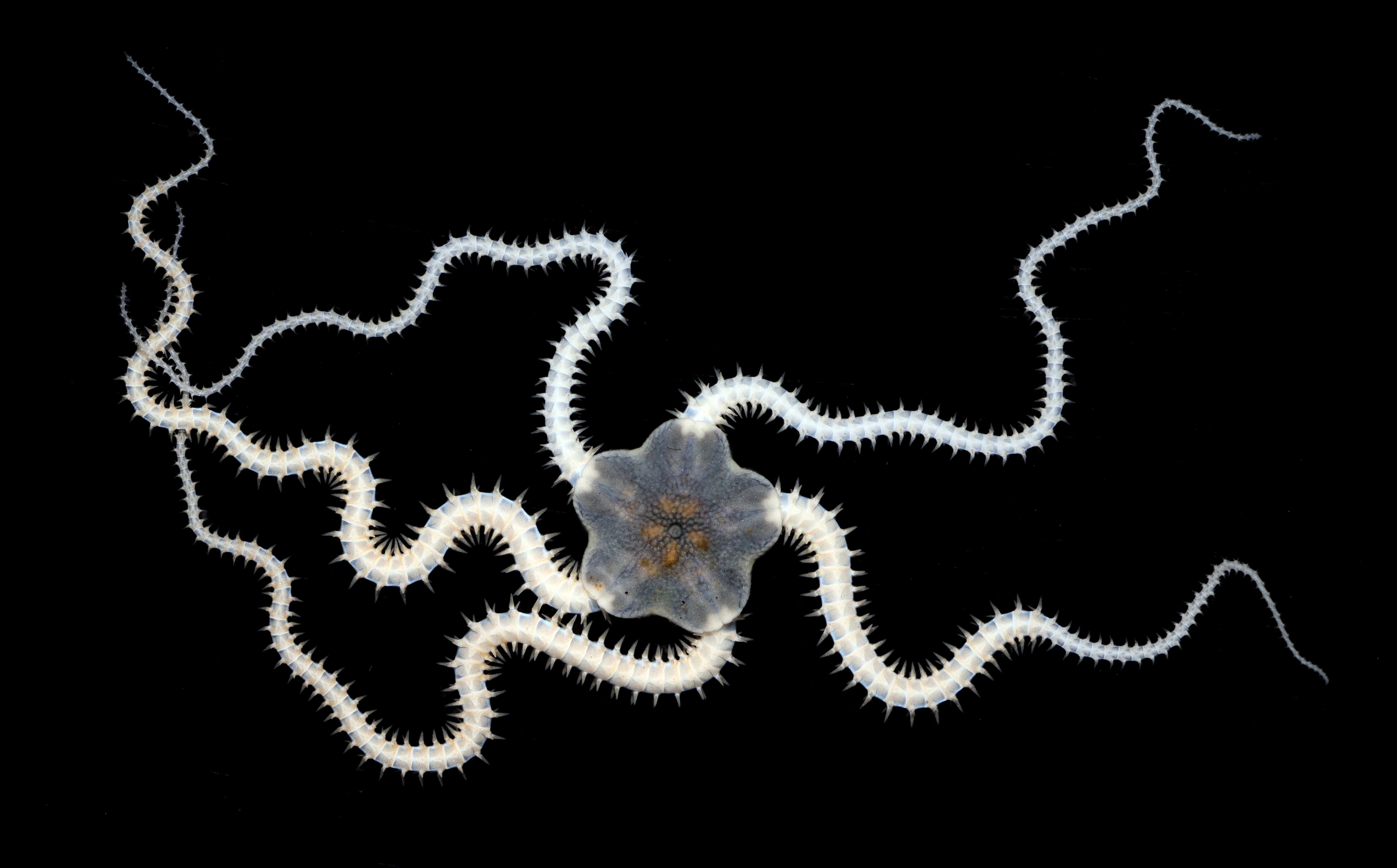 Researchers recorded a world teeming with life at a depth of 4,280 m ...