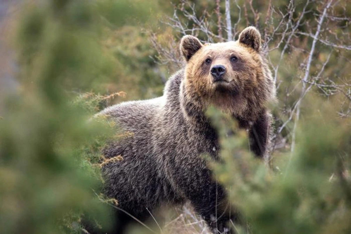 Researchers discovered an unexpected characteristic of brown bears that ...