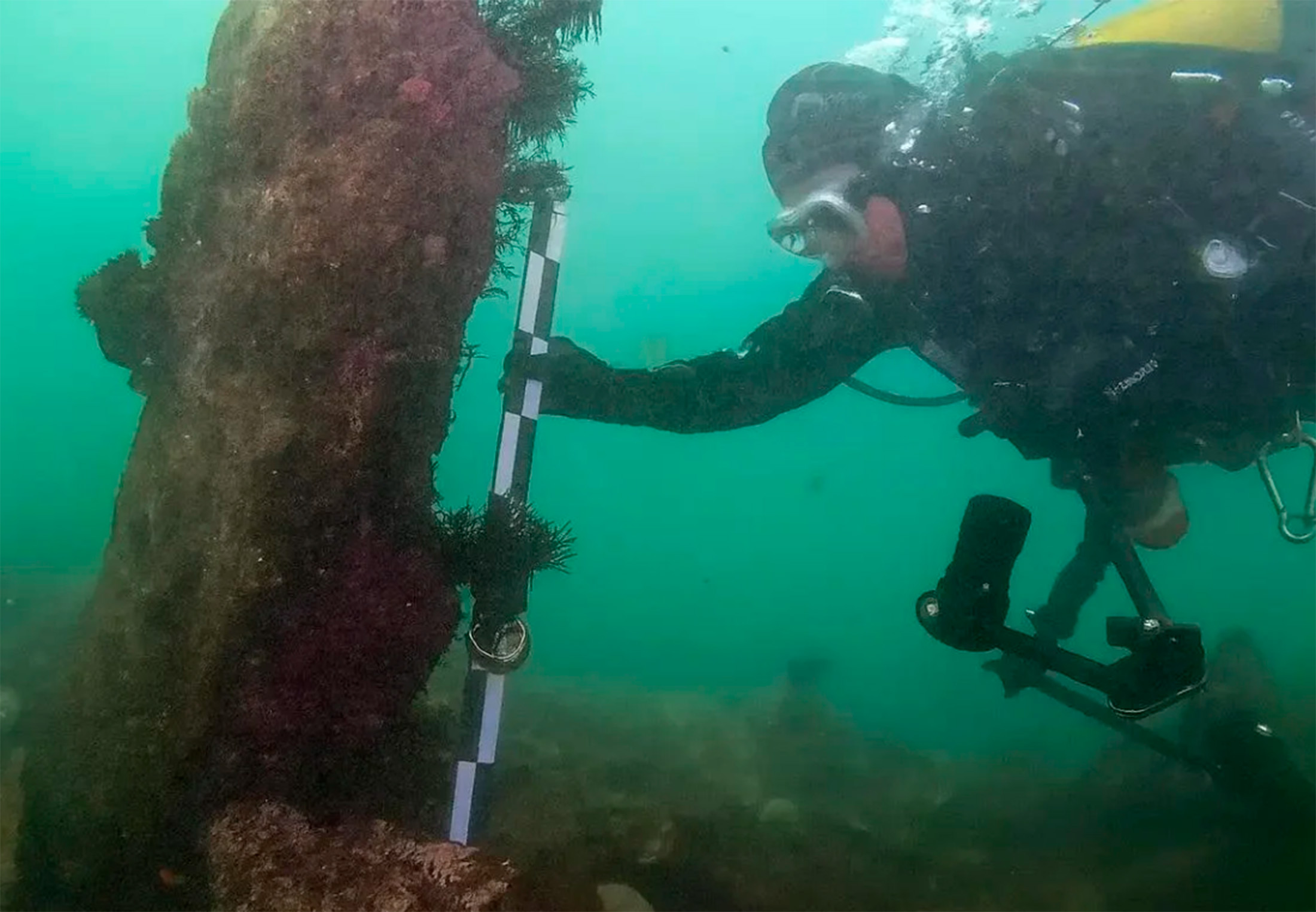 Humans | scienceillustrated.com