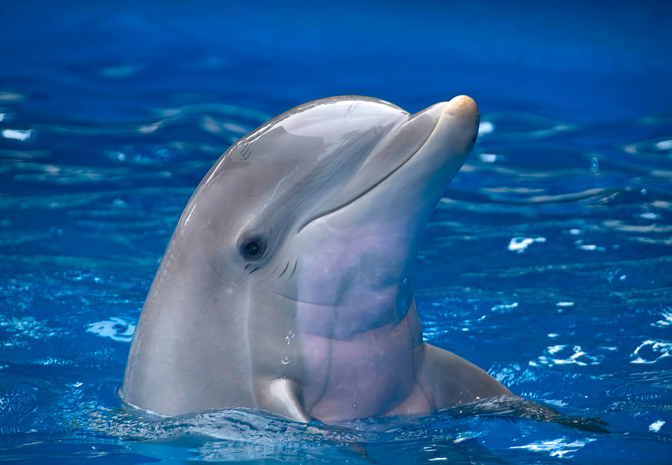 Forskare följde en grupp delfiner i 40 år – nu har det visat sig att ...