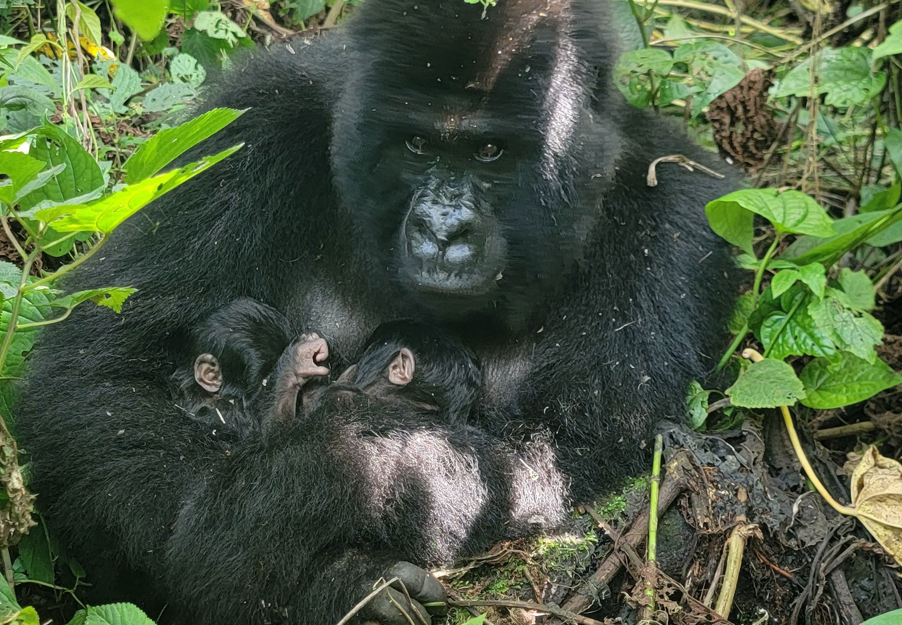 See the photo: deep in the rainforest, something very rare has been ...