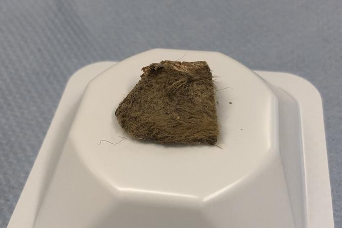 Researchers examined a 14,000-year-old wolf cub from Siberia's ...