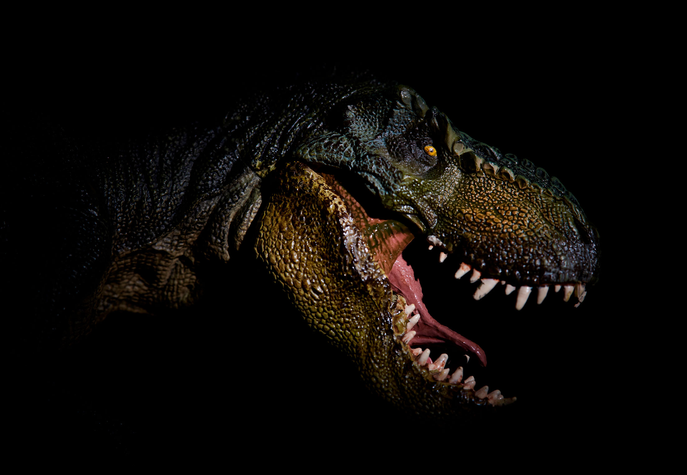 Extensive T. rex study: the king of dinosaurs had a completely ...