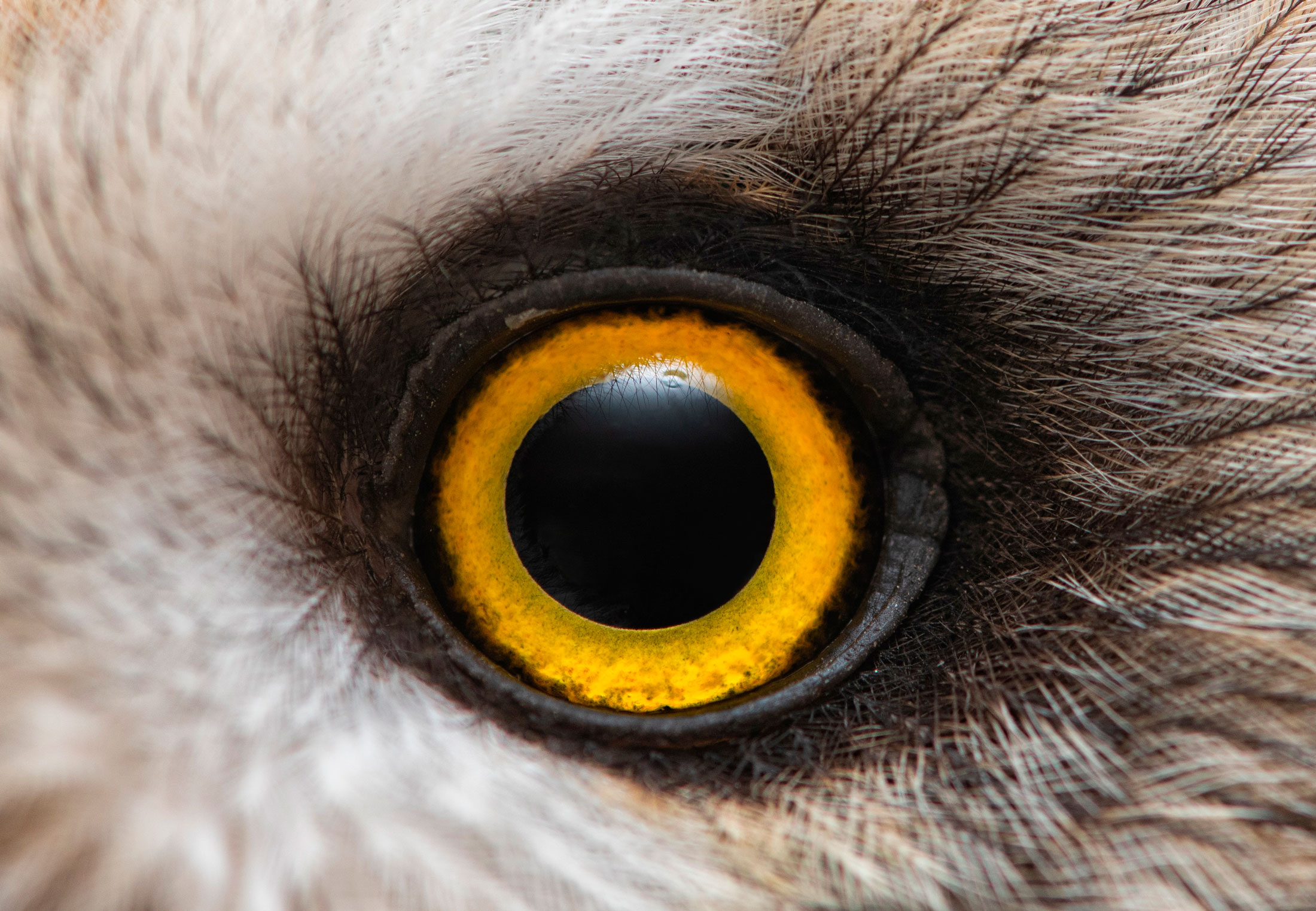 A mystery in the eyes of birds has puzzled researchers for 300+ years ...