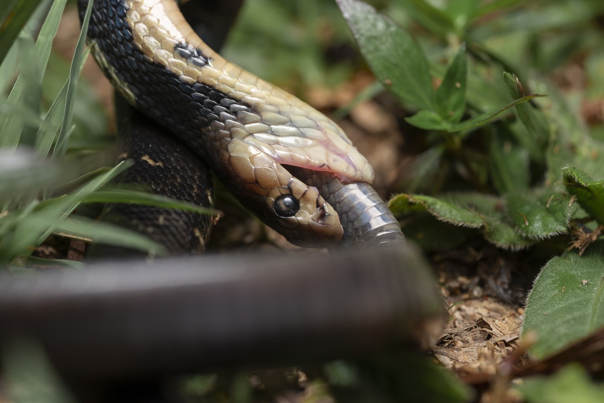 Observed 500+ times: macabre snake behaviour may be more common than ...