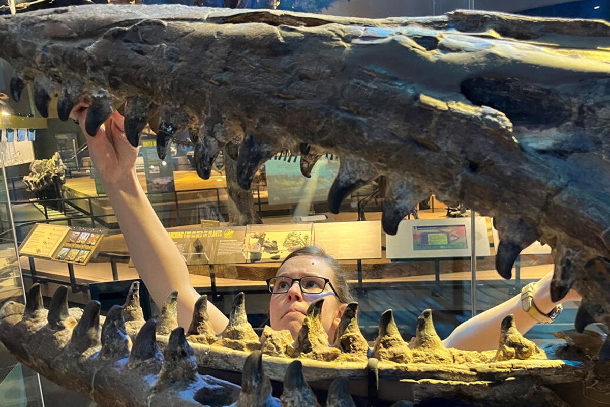 Kæmpe, ukendt havmonster har ligget gemt på museum i årtier — og én ...