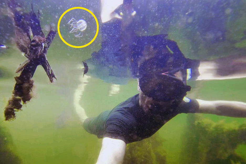 The Jellyfish is a brainless genius | scienceillustrated.com