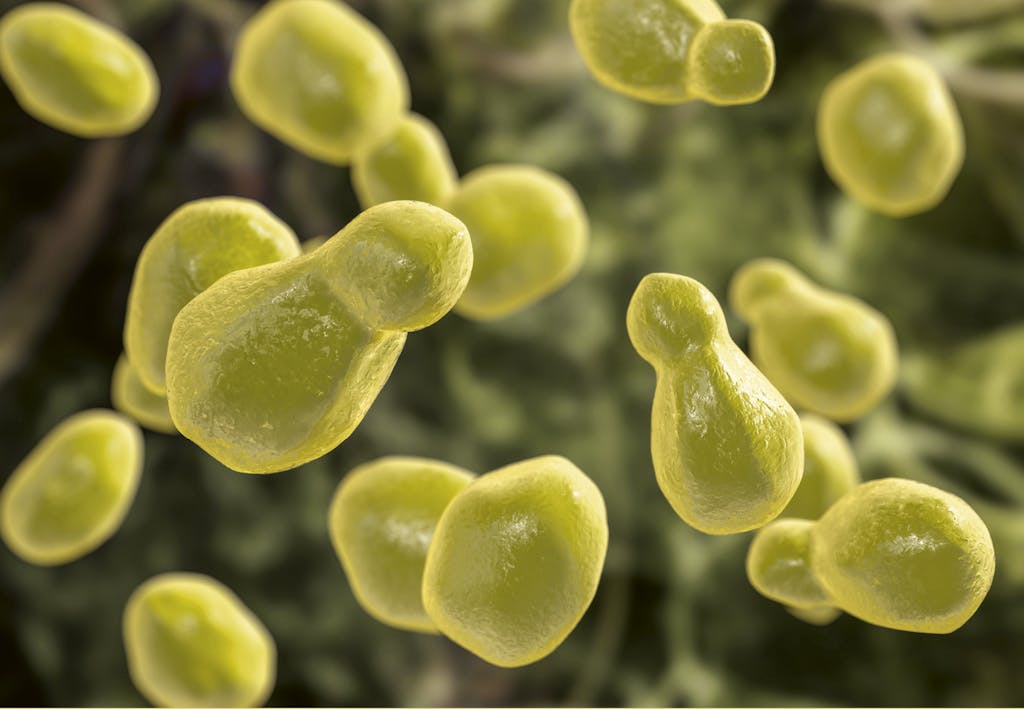 Fem svampe kan blive en ny pandemi | illvid.dk