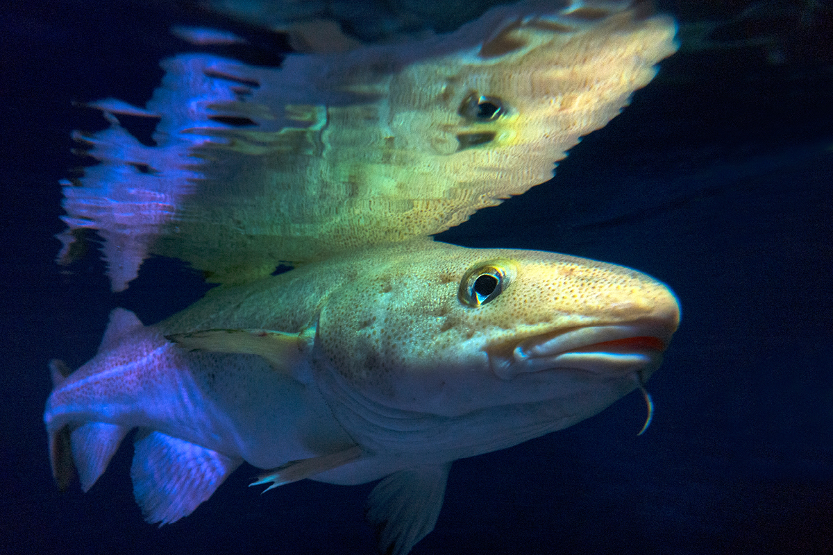 Djuren kan höra alla frekvenser | illvet.se