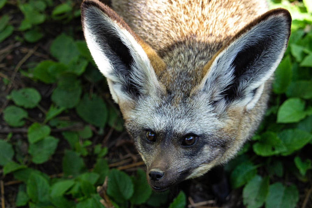 Dyrene hører alle frekvenser | illvit.no