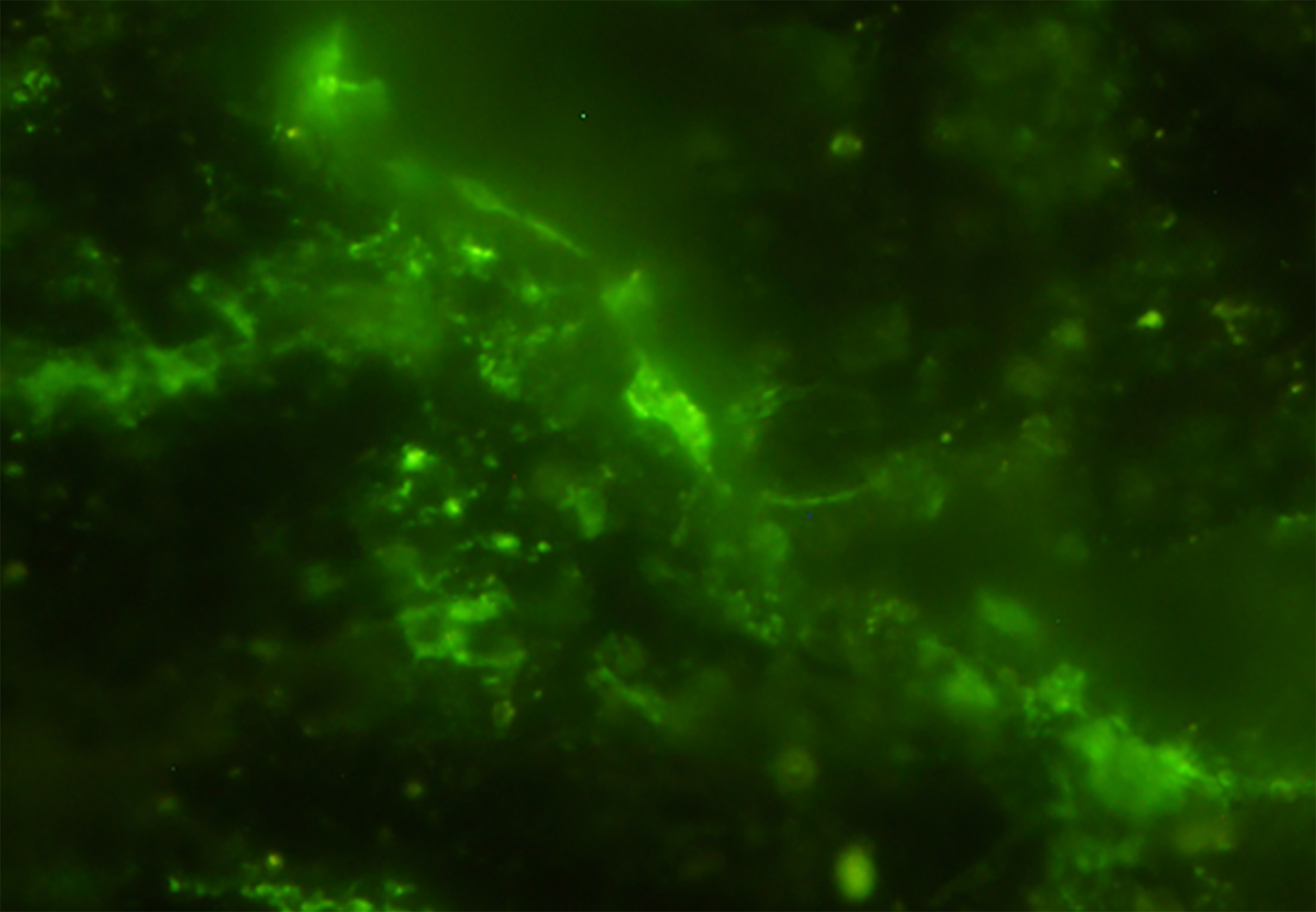 The world's oldest living microbes discovered in two-billion-year-old ...