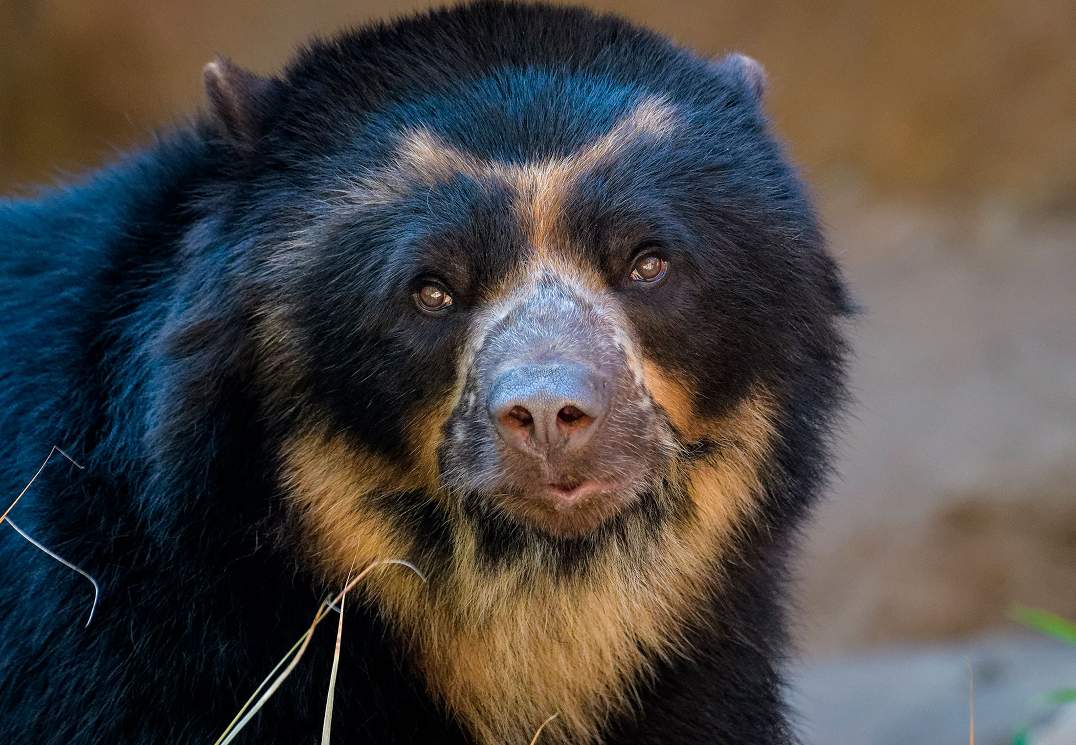 Bears spotted mating in trees for the first time | scienceillustrated.com