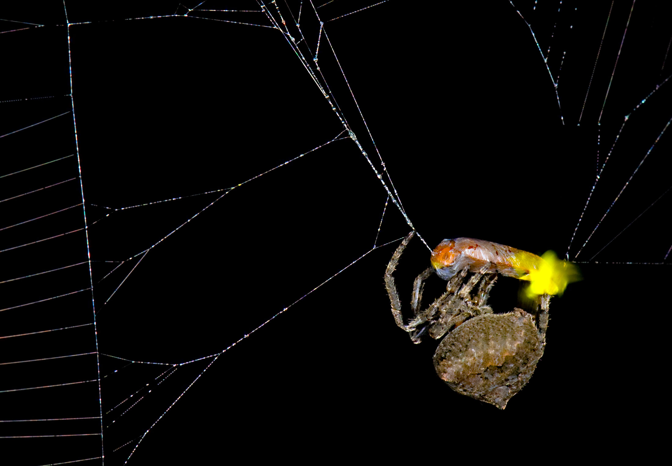 Edderkoppeart har udviklet makaber metode til at lokke byttedyr i sit ...