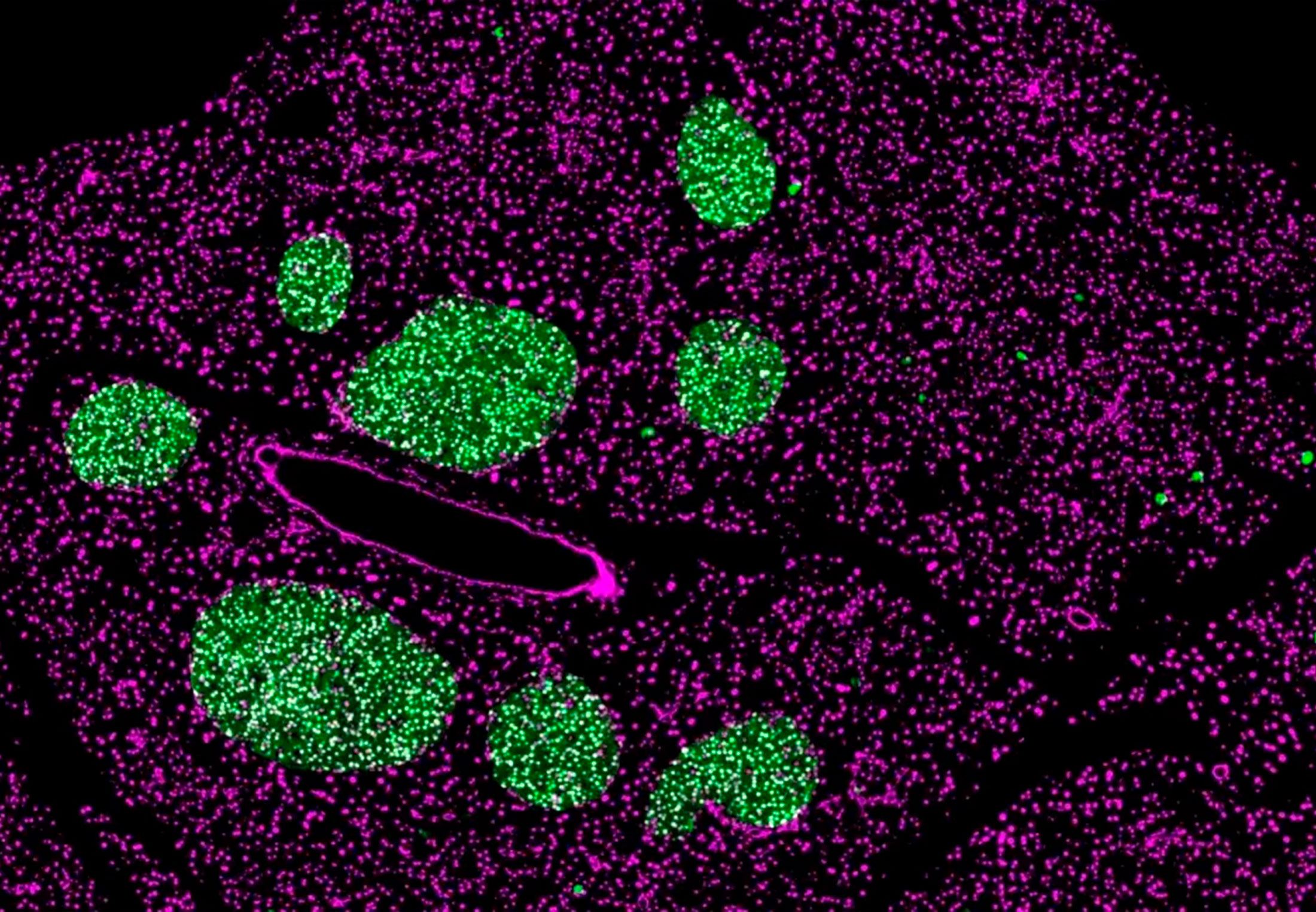 Intermittent fasting: Tieners hebben er geen baat bij | wibnet.nl