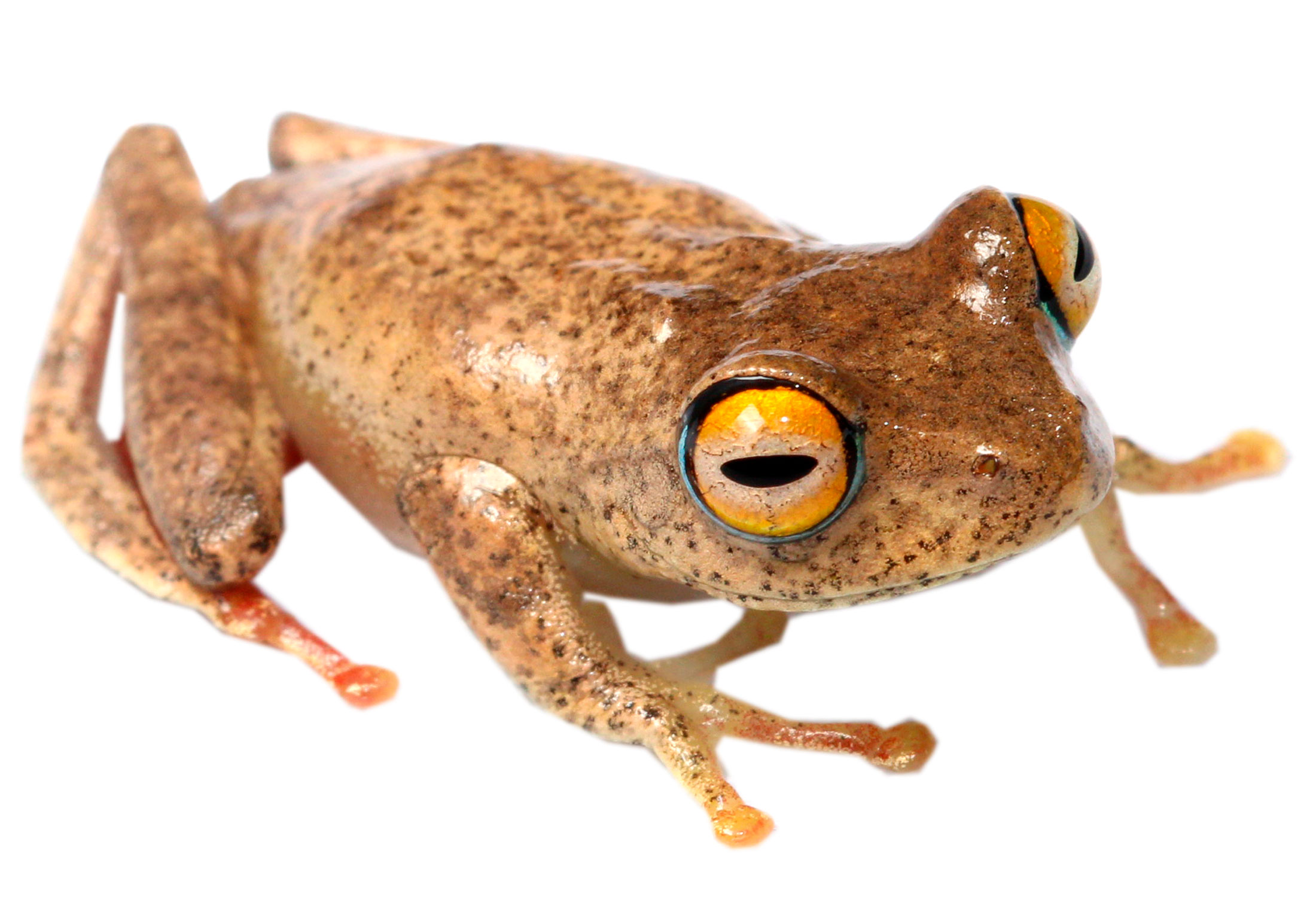 Hear their calls: new frogs do not sound like animals, scientist says ...