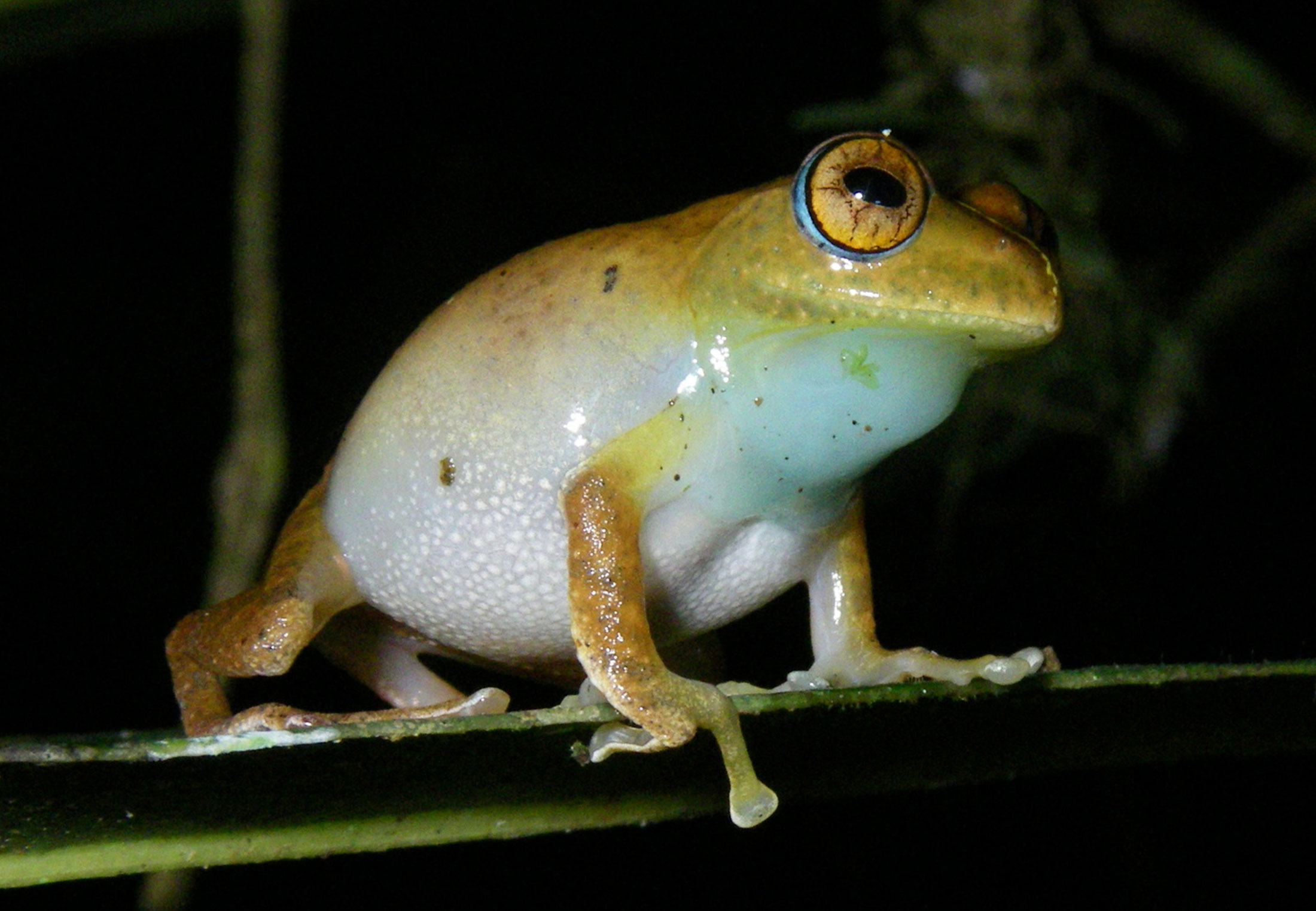 Seven new frog species whistle to each other | scienceillustrated.com