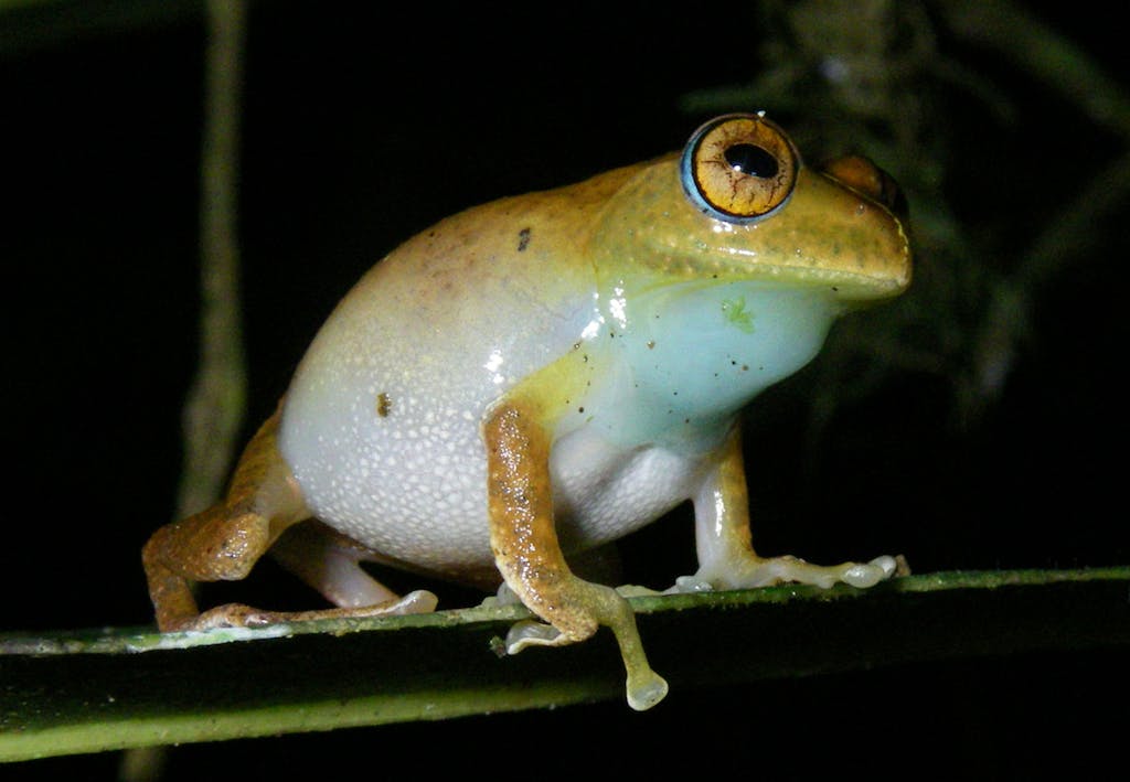 Science Illustrated - explore the world of science | scienceillustrated.com