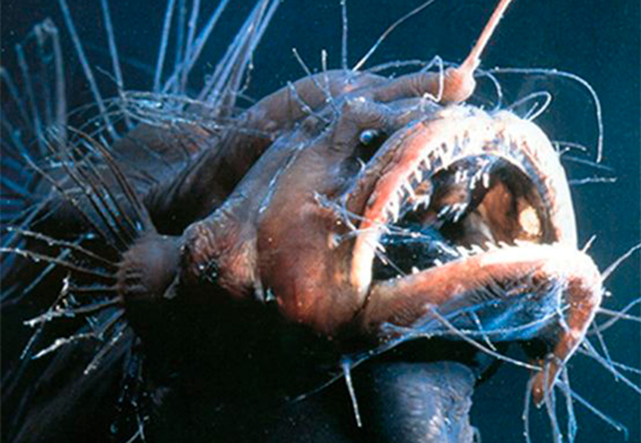 "Unsettling" mating routine has proved important for fish conquering ...