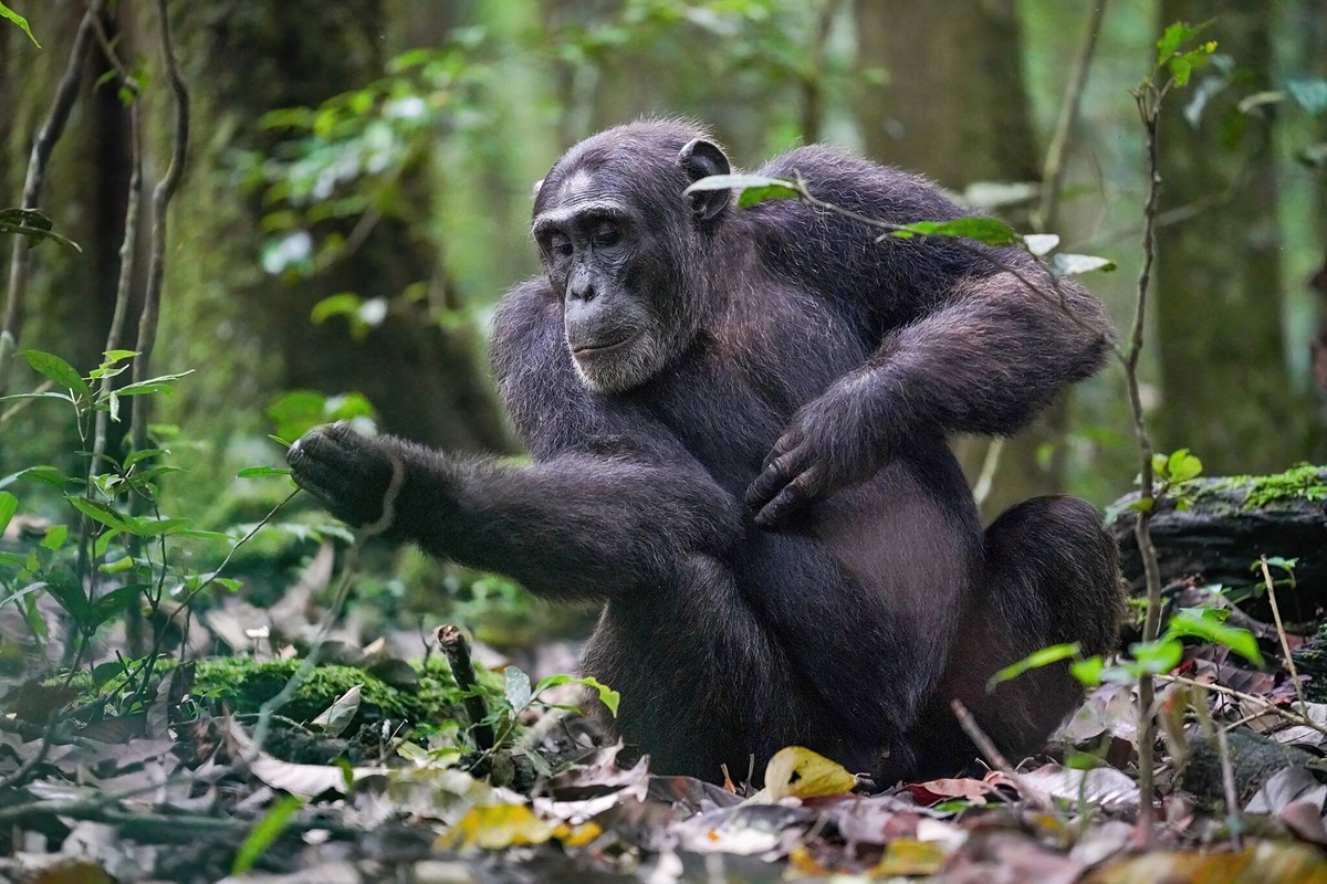 Dokumentert for første gang: Mer kontakt med mennesker dreper ...