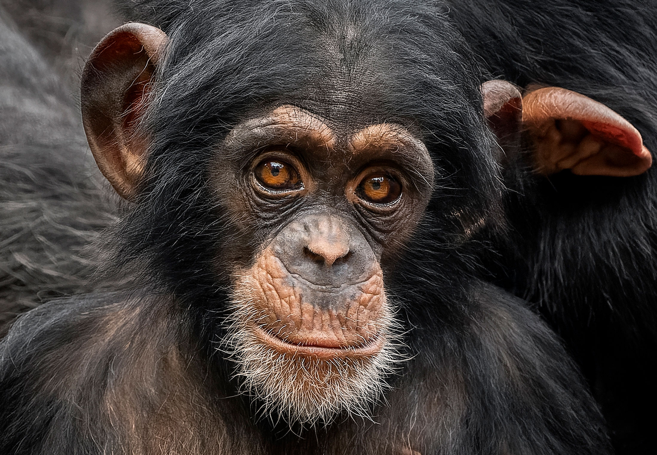 Menselijk brein is groter dan dat van apen – en dat heeft een keerzijde ...