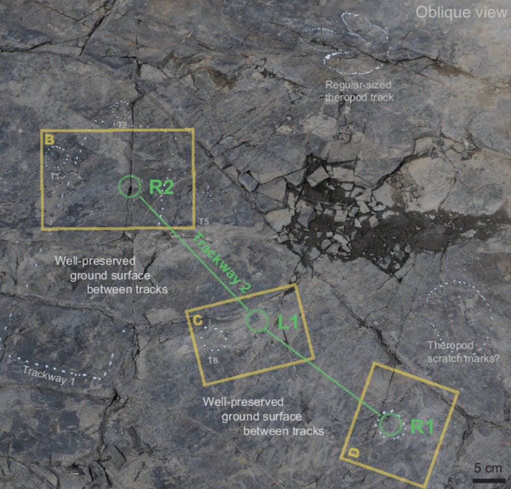 Dromaeosauriformipes rarus used its wings to run fast ...