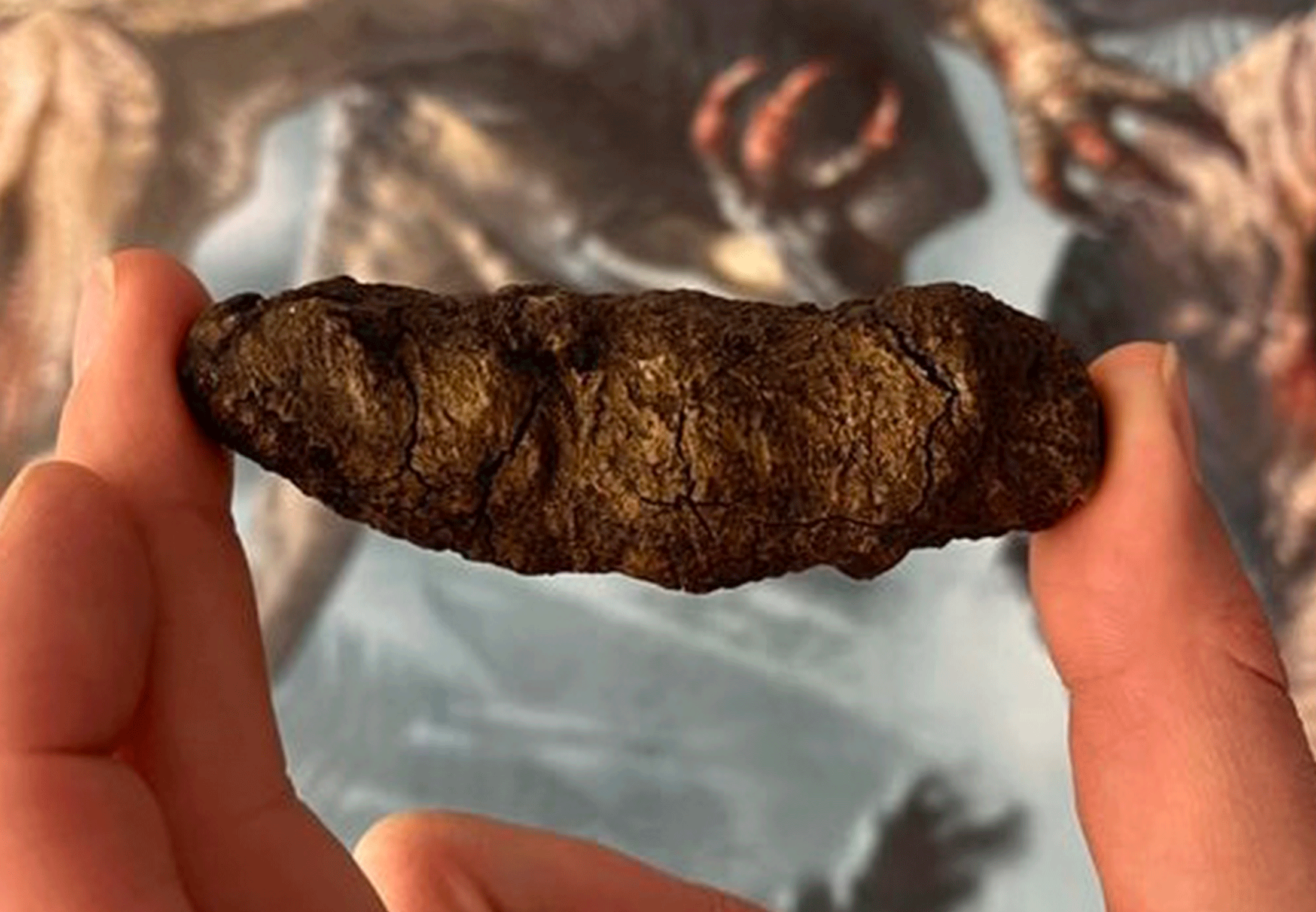 200 million-year-old faeces reveal how the dinosaurs came to power ...