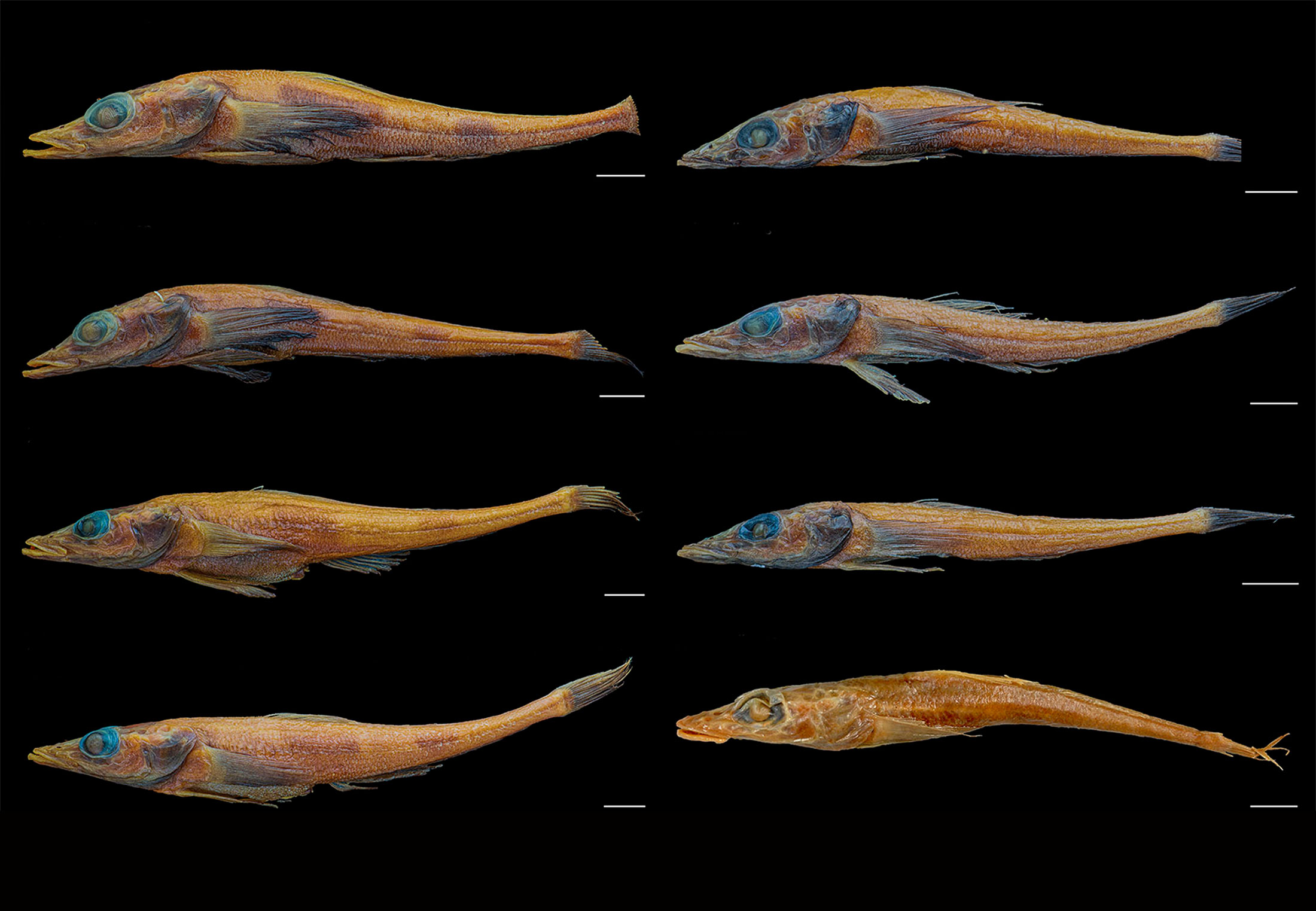 Nieuwe soort draakvis gevonden diep onder het ijs in Antarctica | wibnet.nl