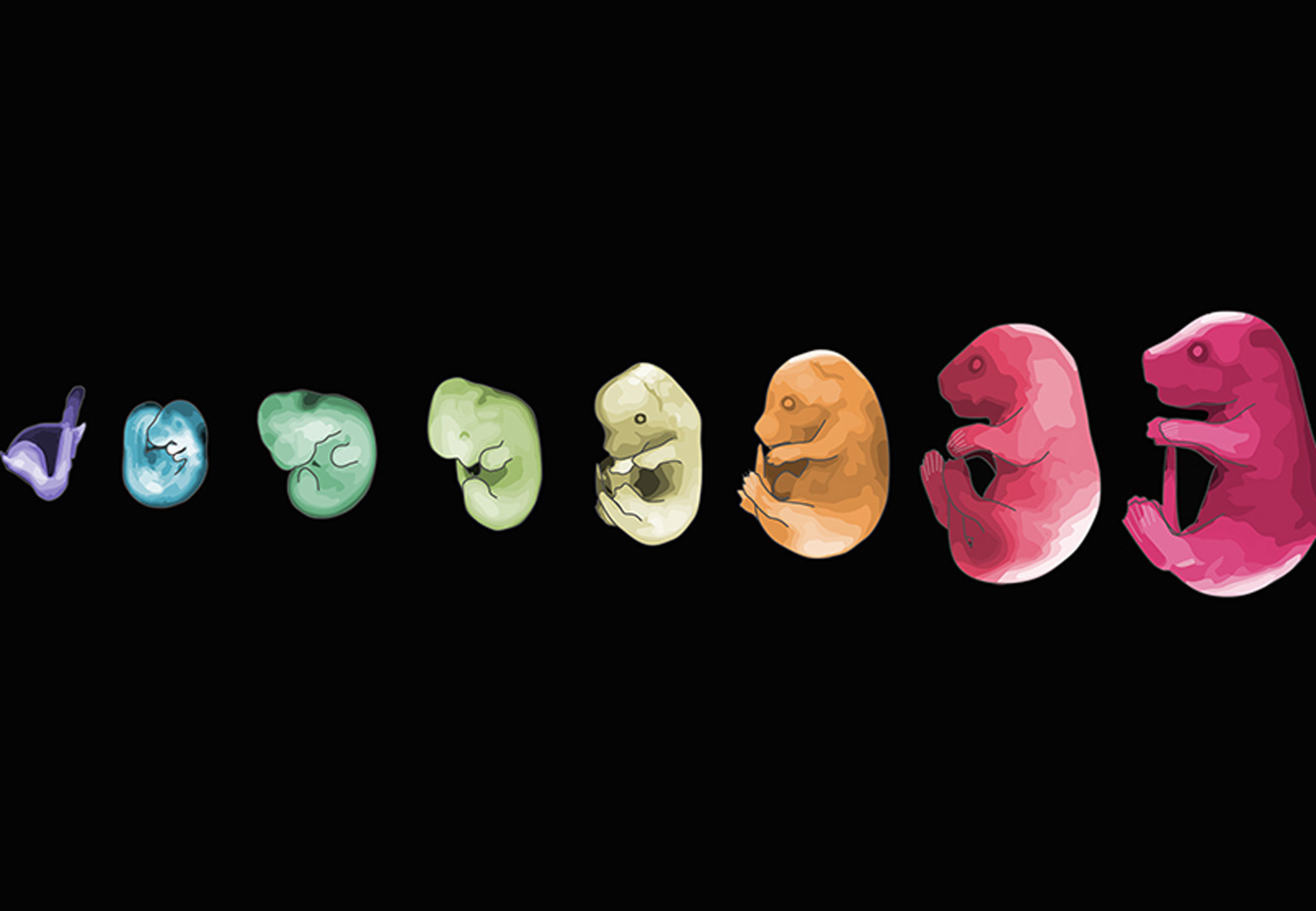 Nu vet forskare mer om hur foster blir redo för livet | illvet.se