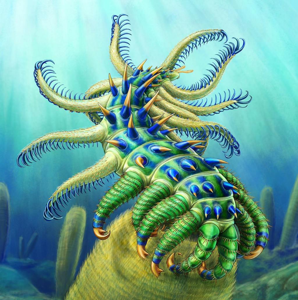 Scientists have discovered a 543 million-year-old marine animal ...