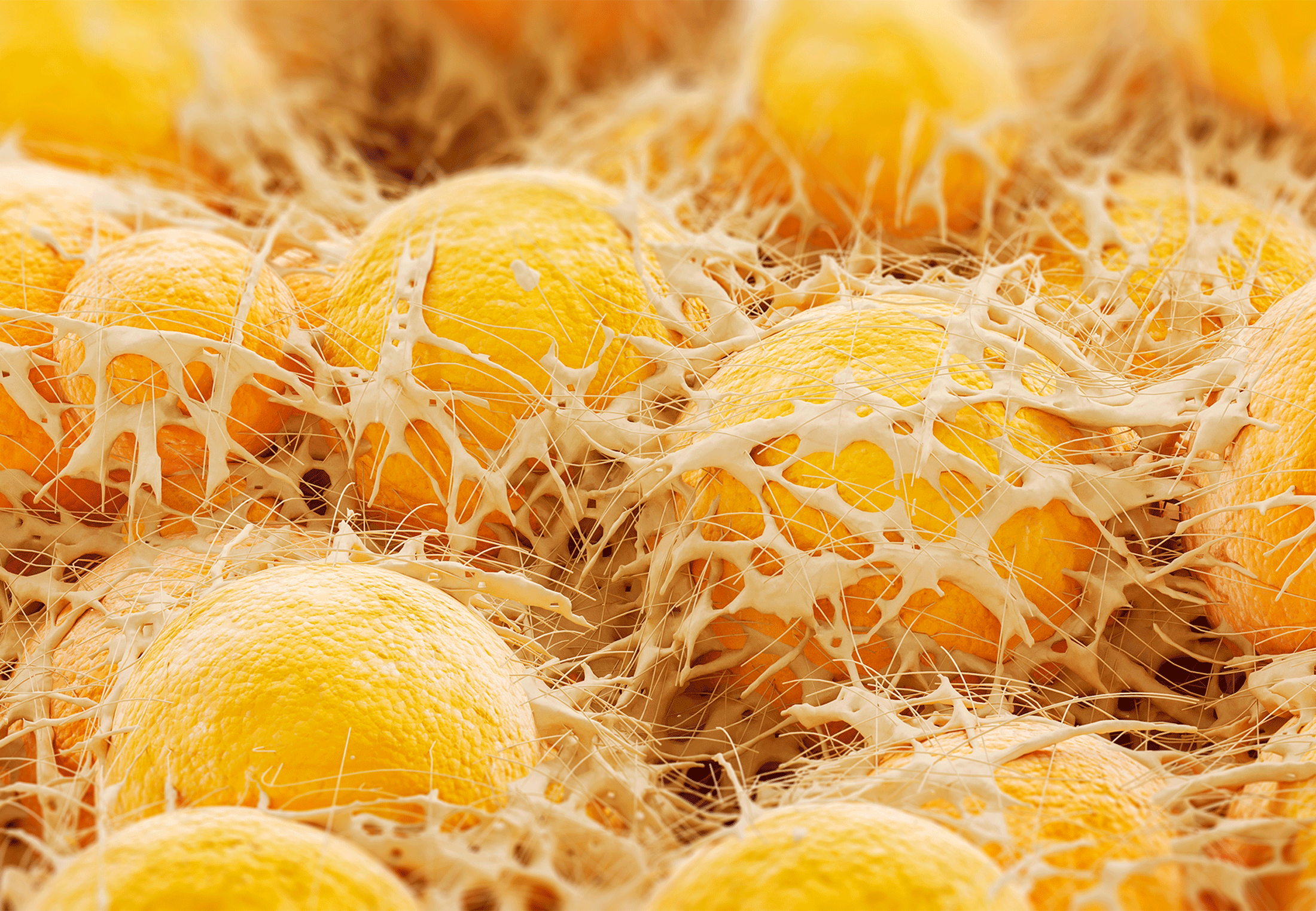 Excess weight makes fat cells remember the condition ...