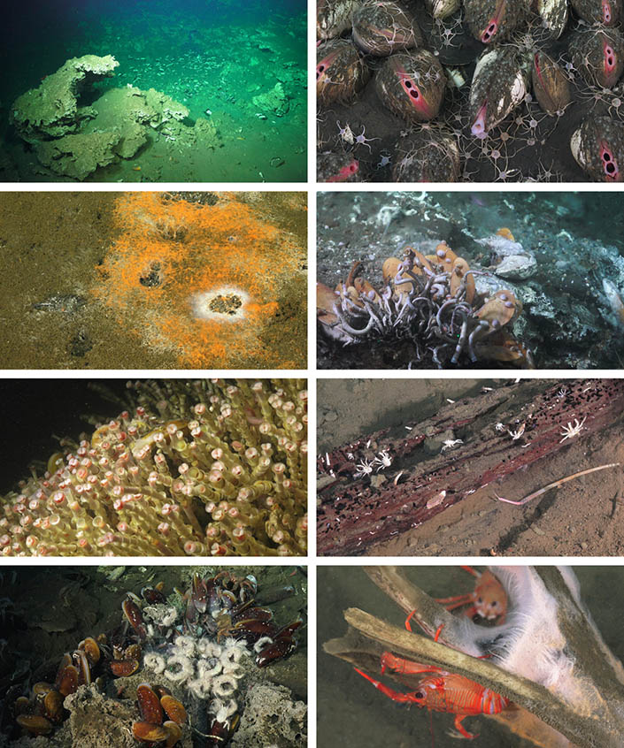 UC San Diego researchers discover 58 new species off Costa Rica ...