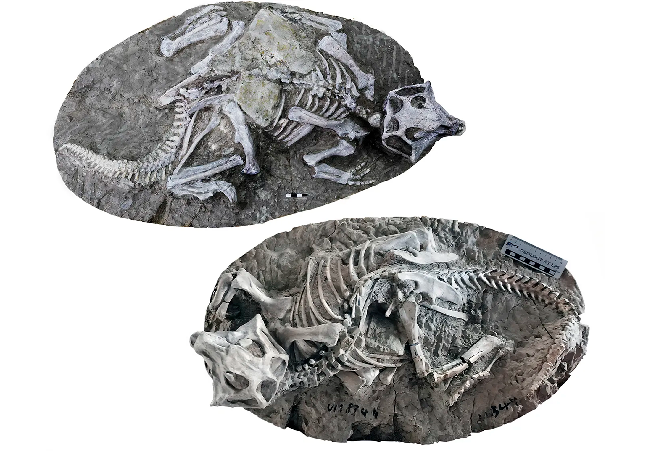 Scientists were wrong: the world's best-preserved dinosaur fossils may ...