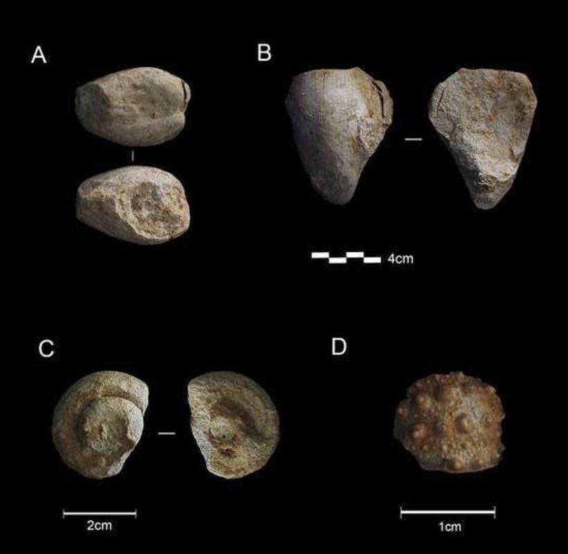 Opsigtsvækkende fund i klippehule: Neandertaler-børn samlede på ...