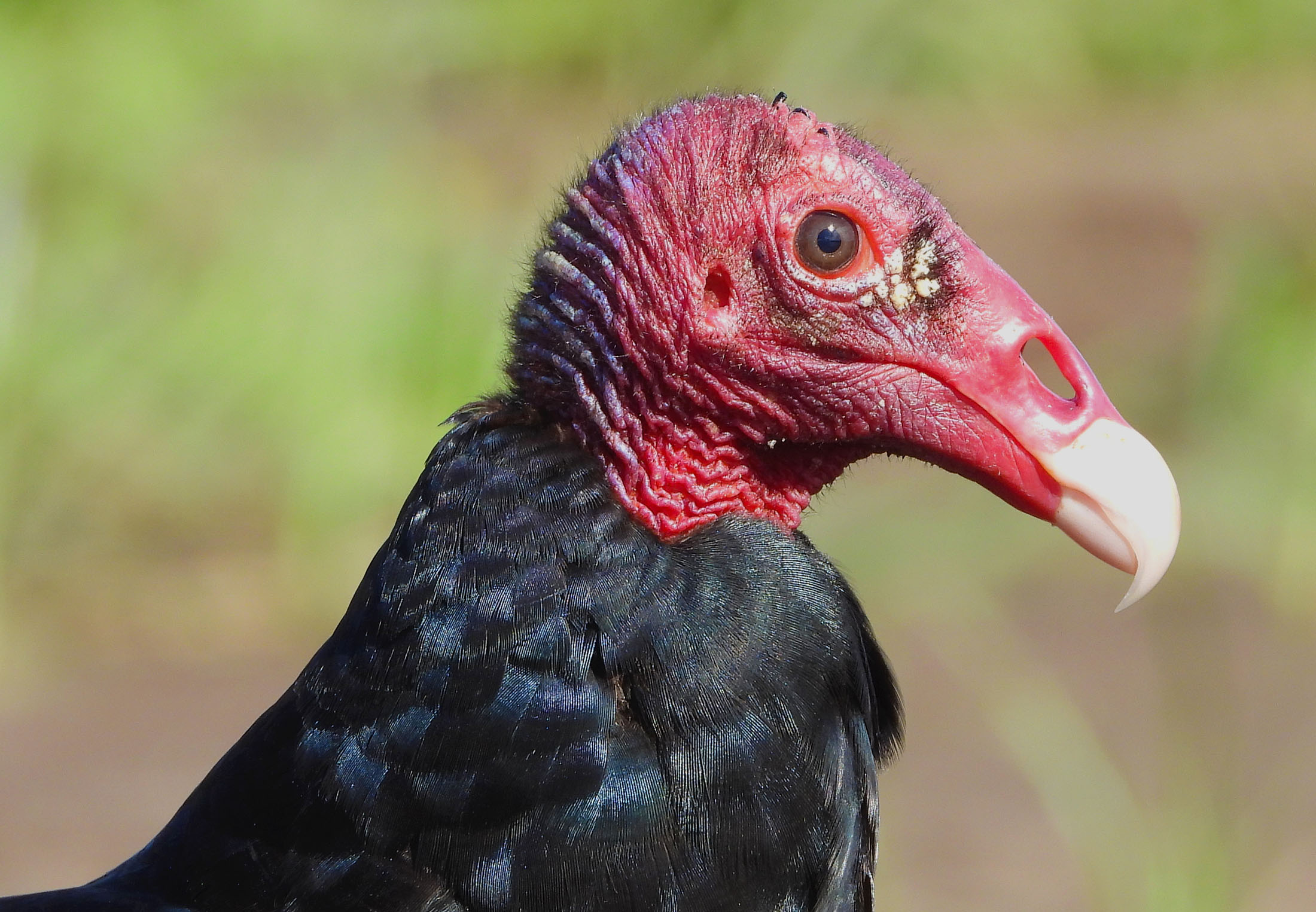 Kunnen vogels ruiken? | wibnet.nl